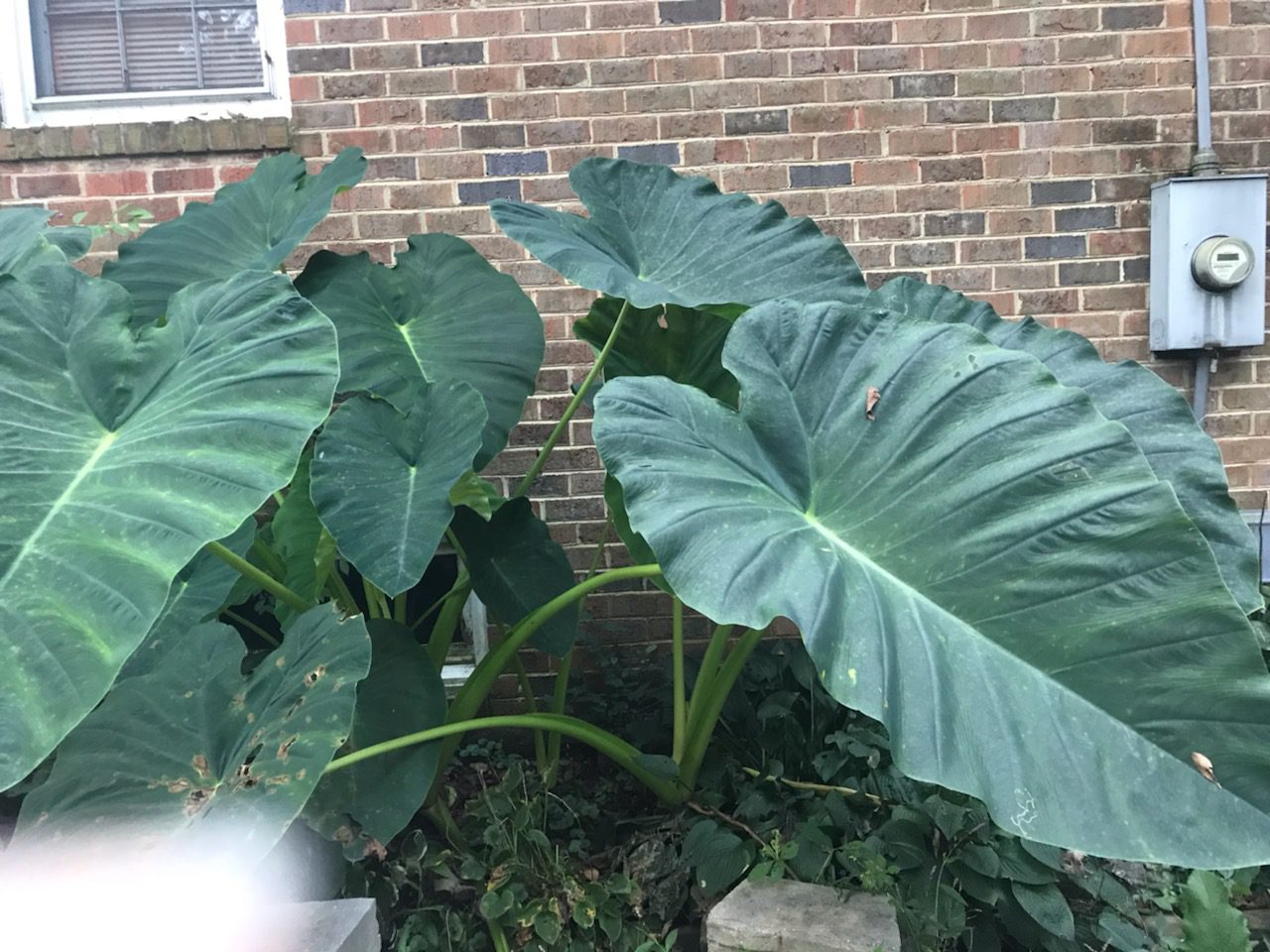 giant - Planters Place