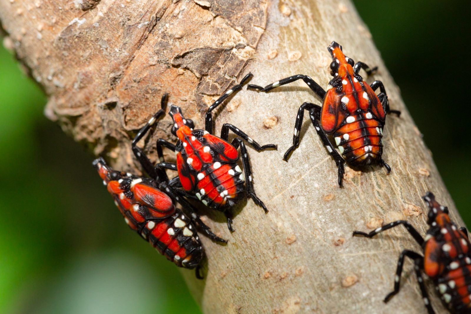 Stopping the Spotted Lanternfly to protect our gardens - Planters Place