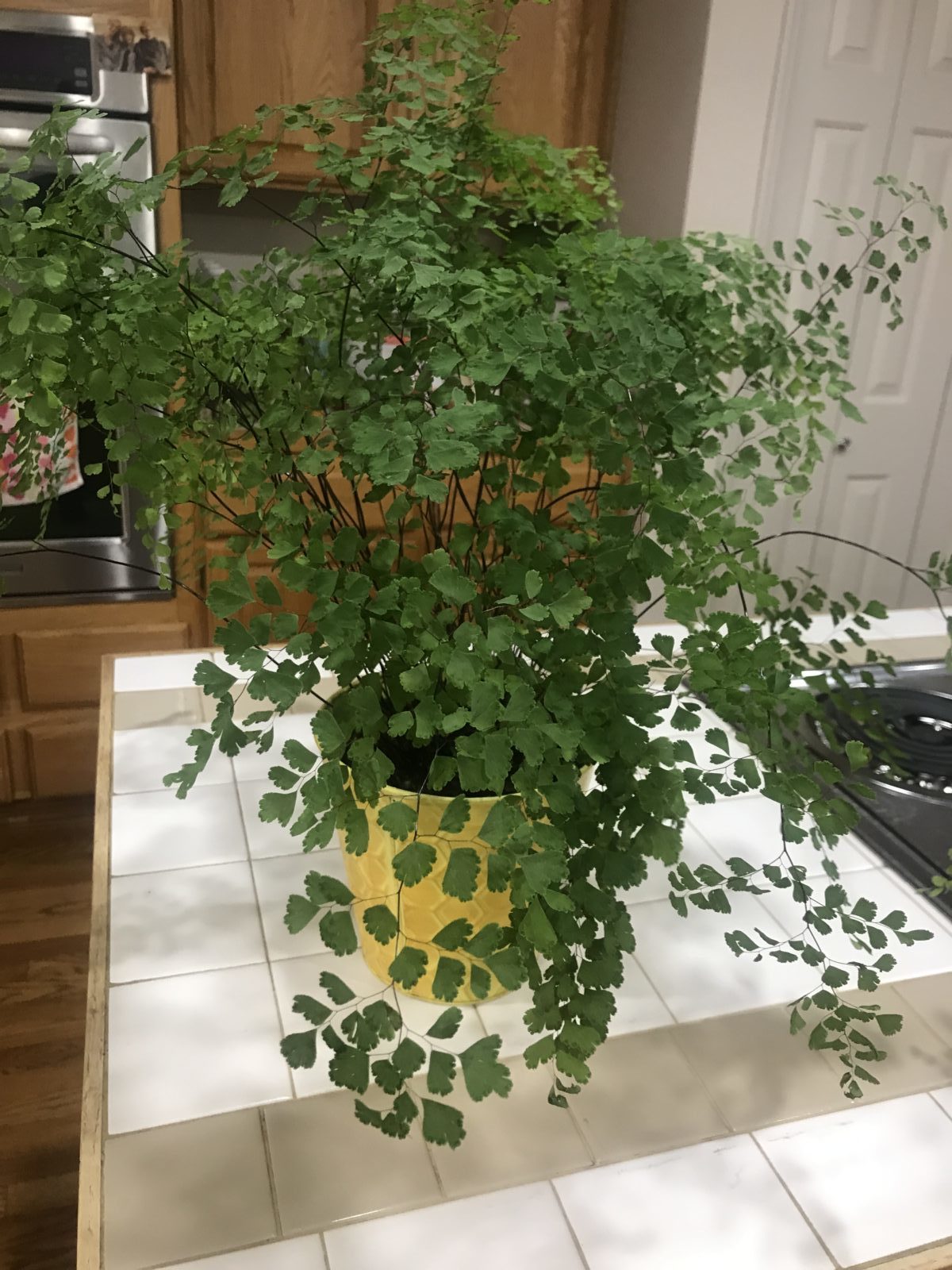 Delicate Fern - Planters Place