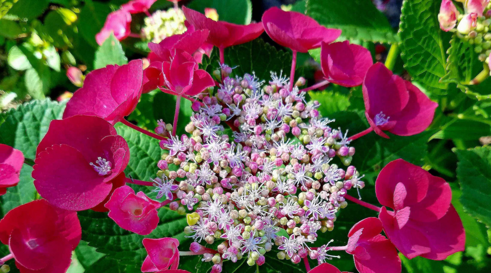 Cherry Bomb Hydrangea - edited - Planters Place