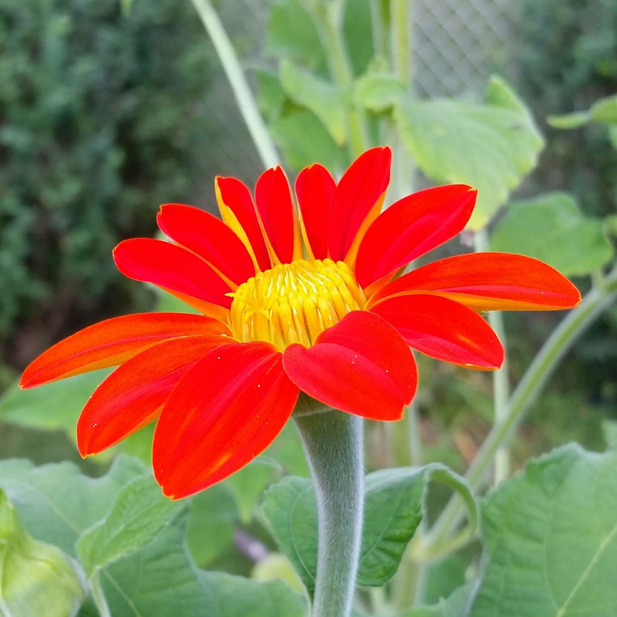 Mexican sunflower, Tithonia - Planters Place