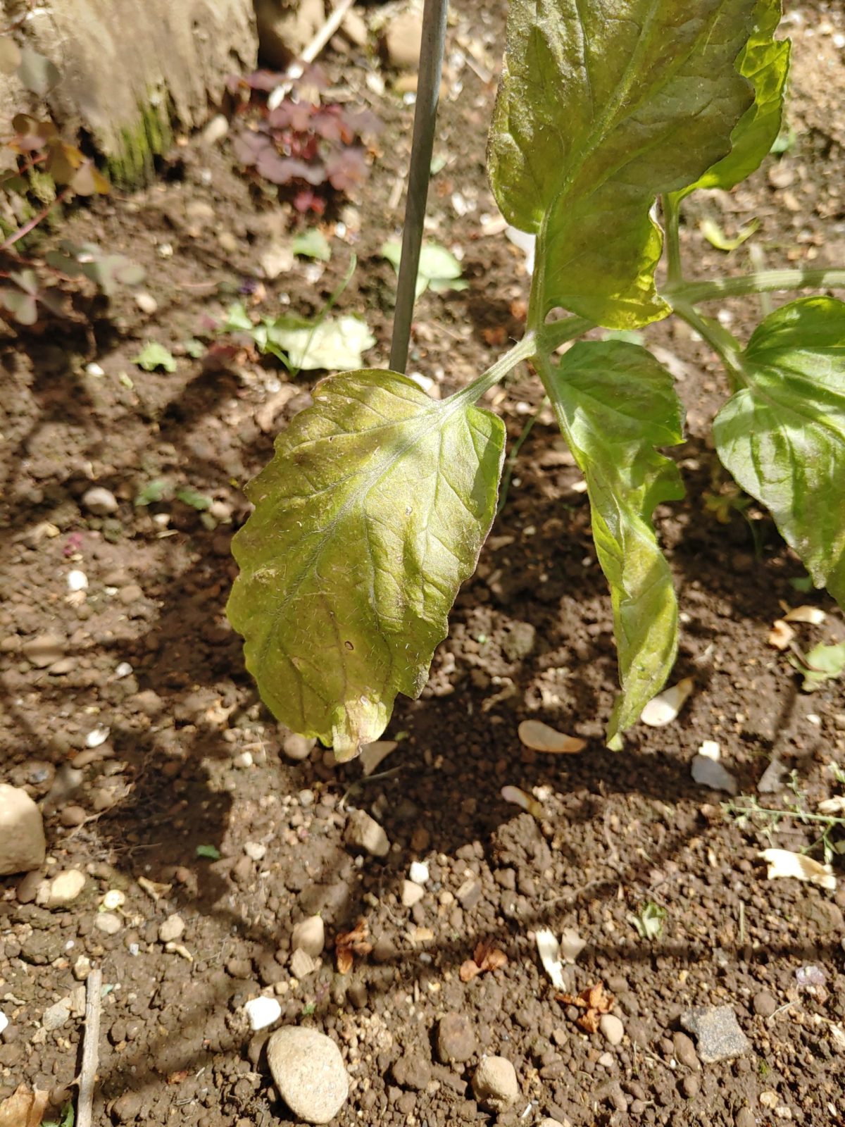 Tomato troubles - Planters Place