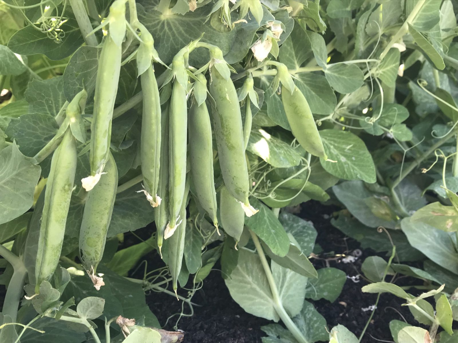 Peas in the Garden! Different Types of Peas - Planters Place
