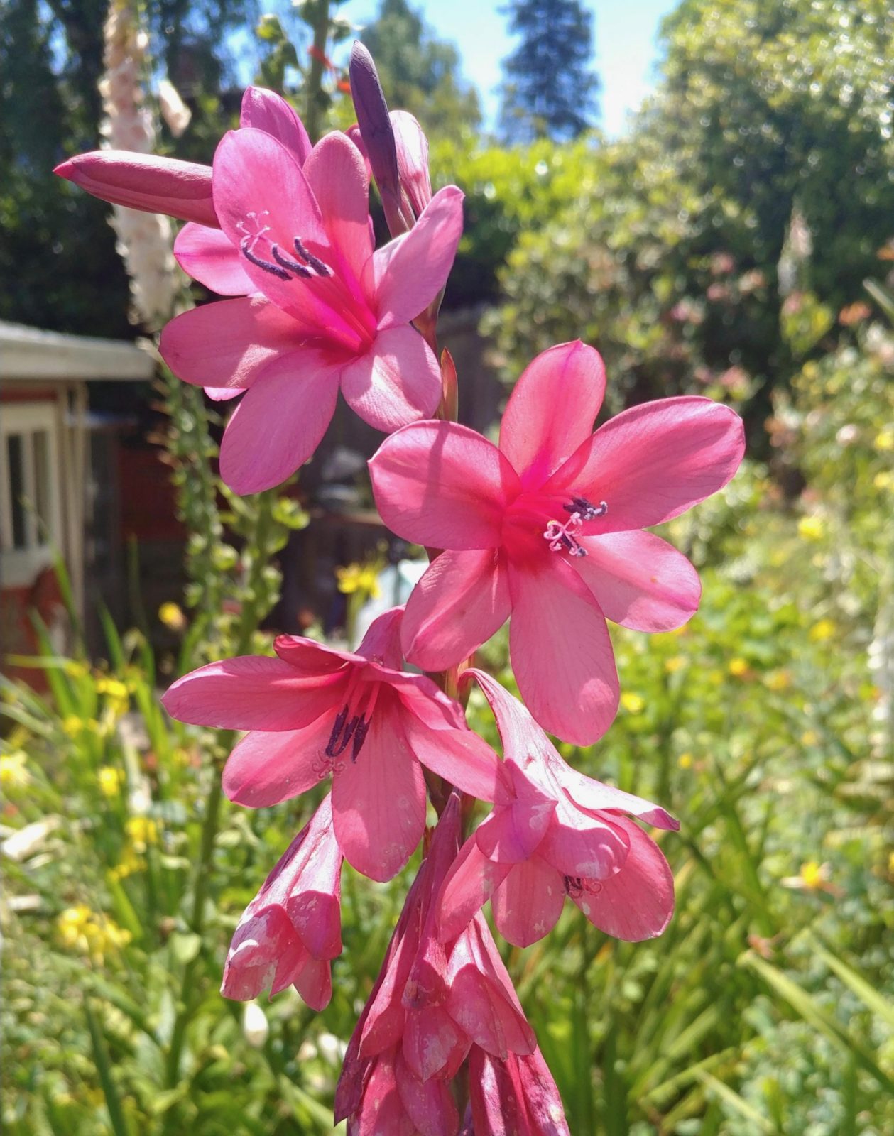 flower identification - Planters Place
