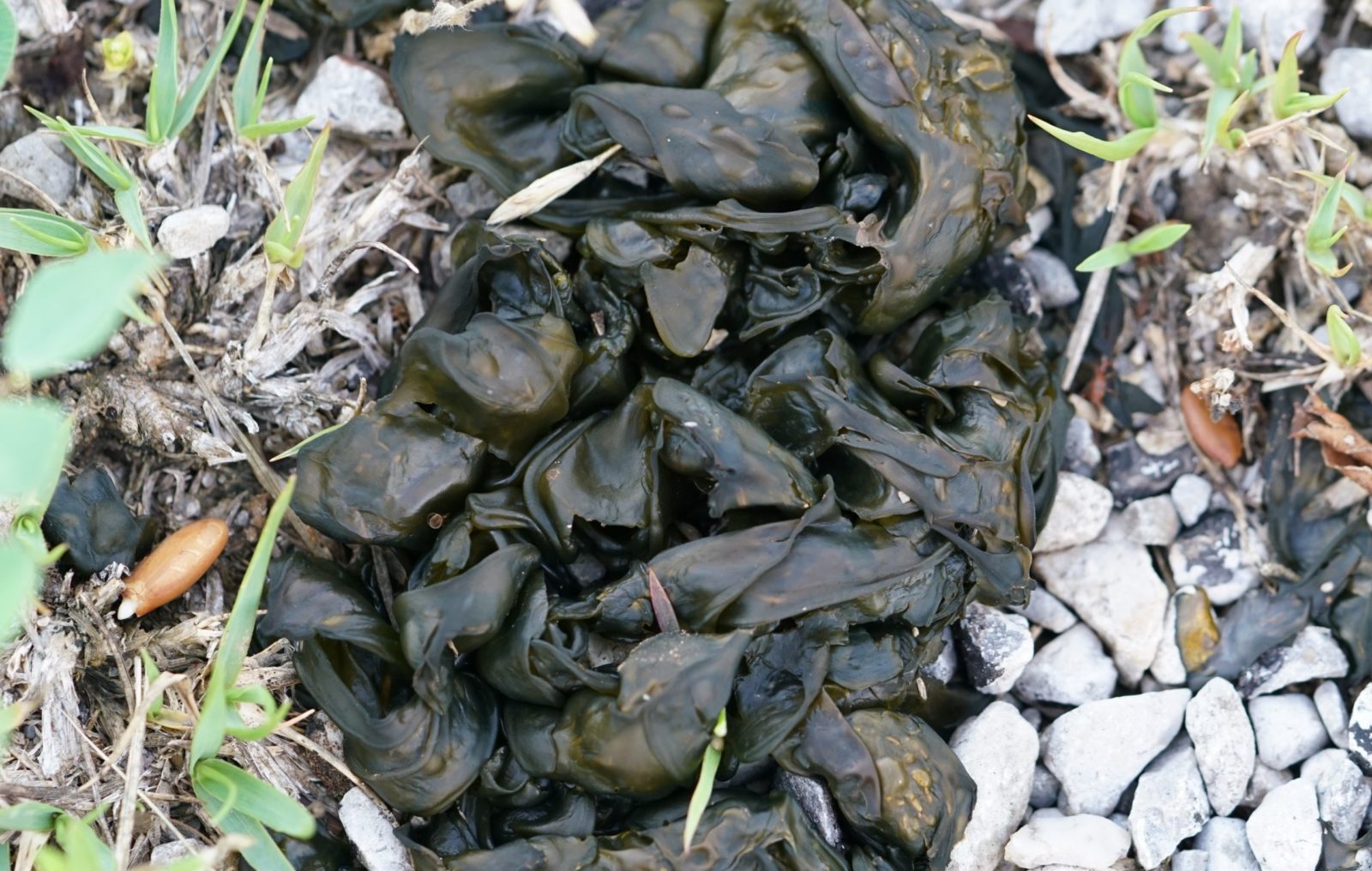 The World is Crazy, and I Have Star Jellies in my Driveway - Planters Place