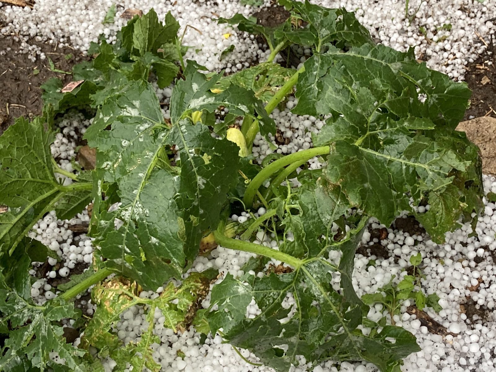 Handling a Hail Storm - Planters Place