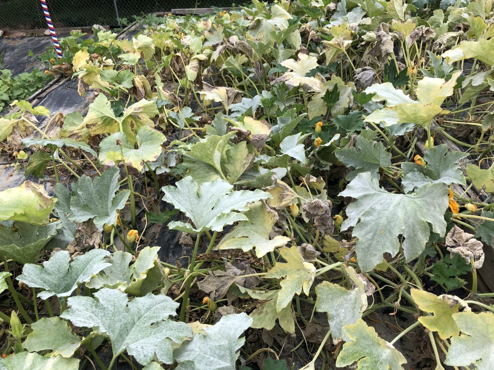 Pumpkin Plant Disease - Planters Place