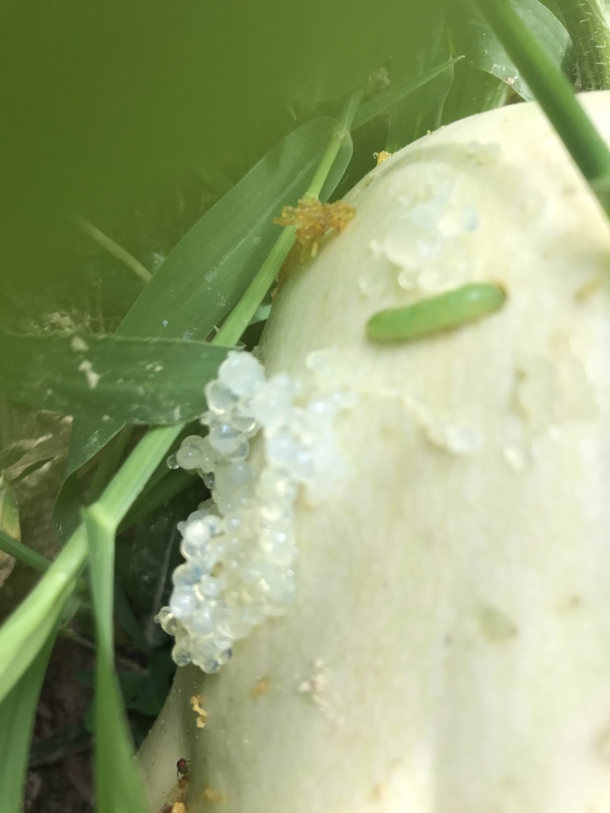 butternut squash attack - Planters Place