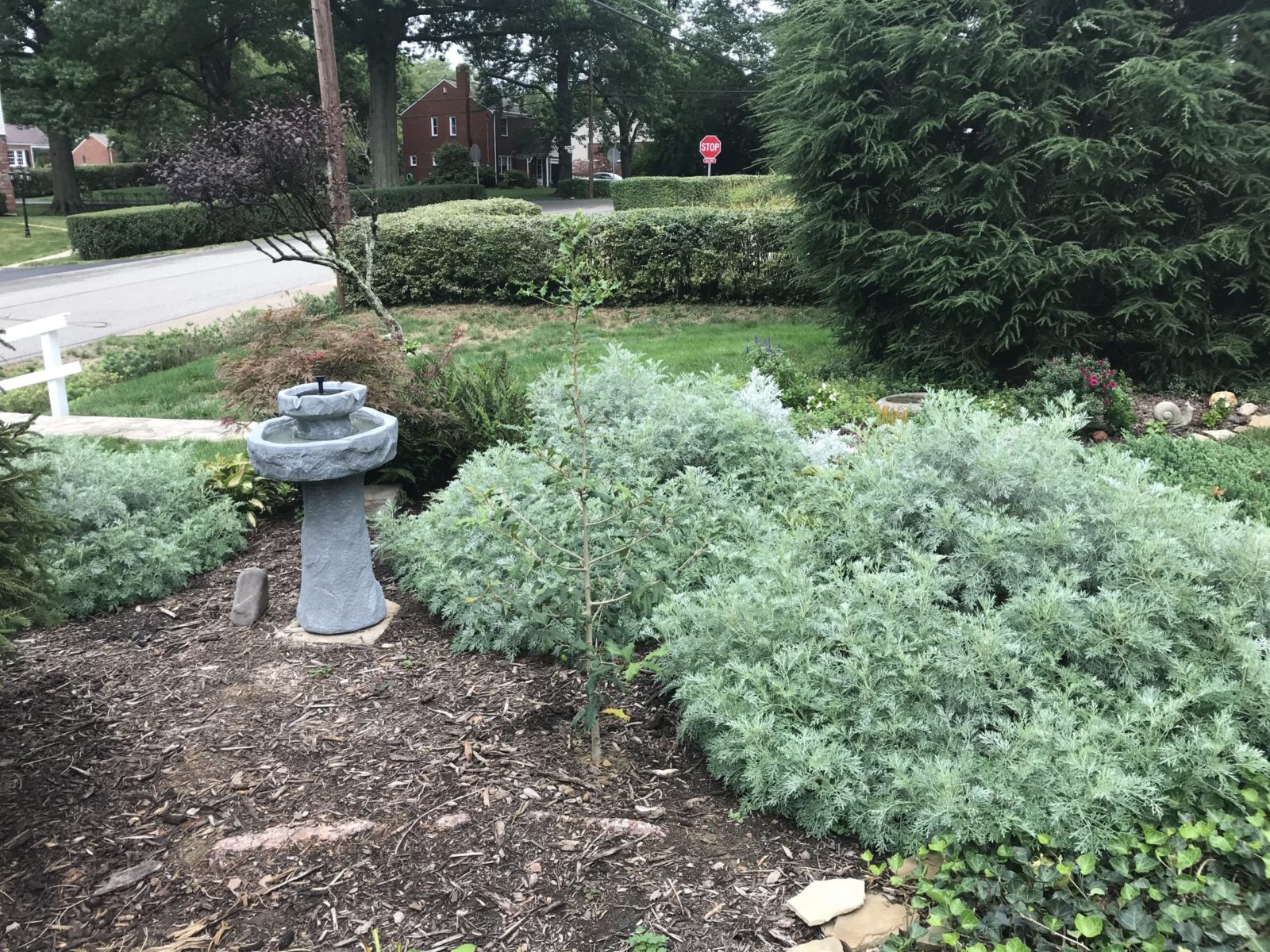 When and how to trim - Planters Place