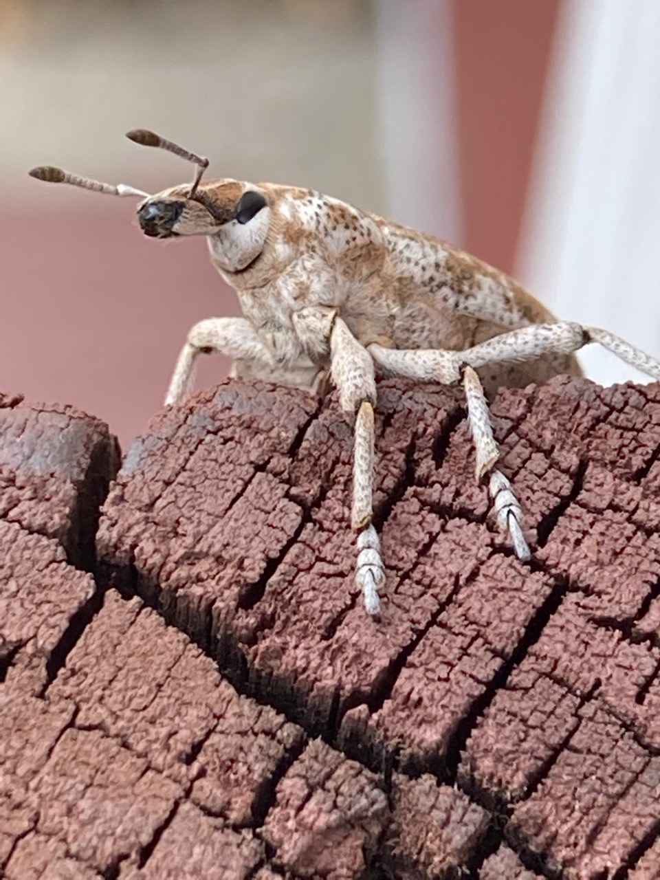 Are you a good weevil or a bad weevil? - Planters Place