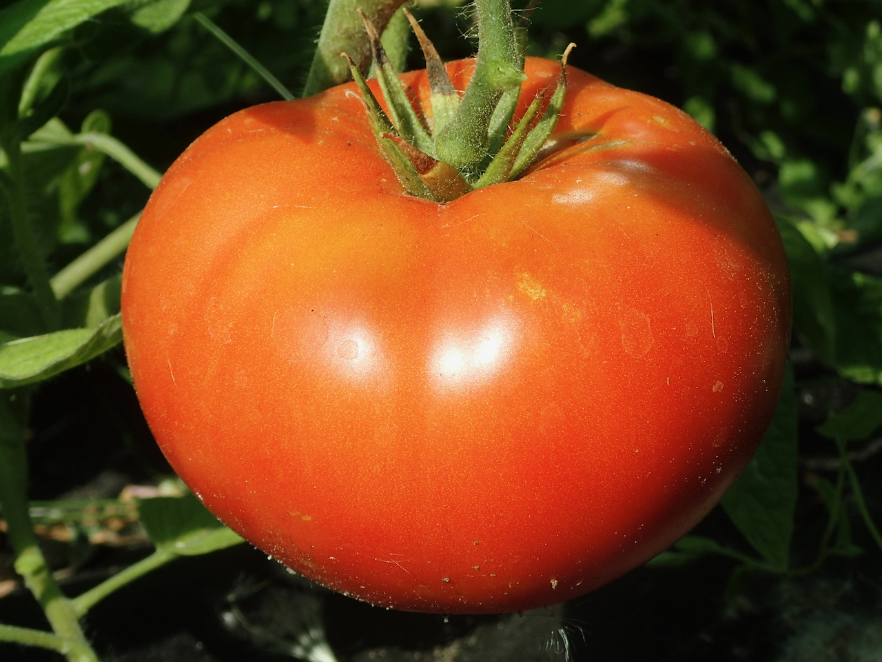 Choosing disease resistant varieties - Planters Place