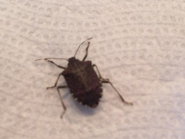 Stink bugs and uninvited pests
