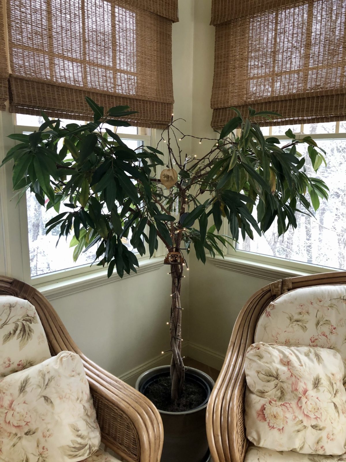 Lemon Tree in large pot - Planters Place