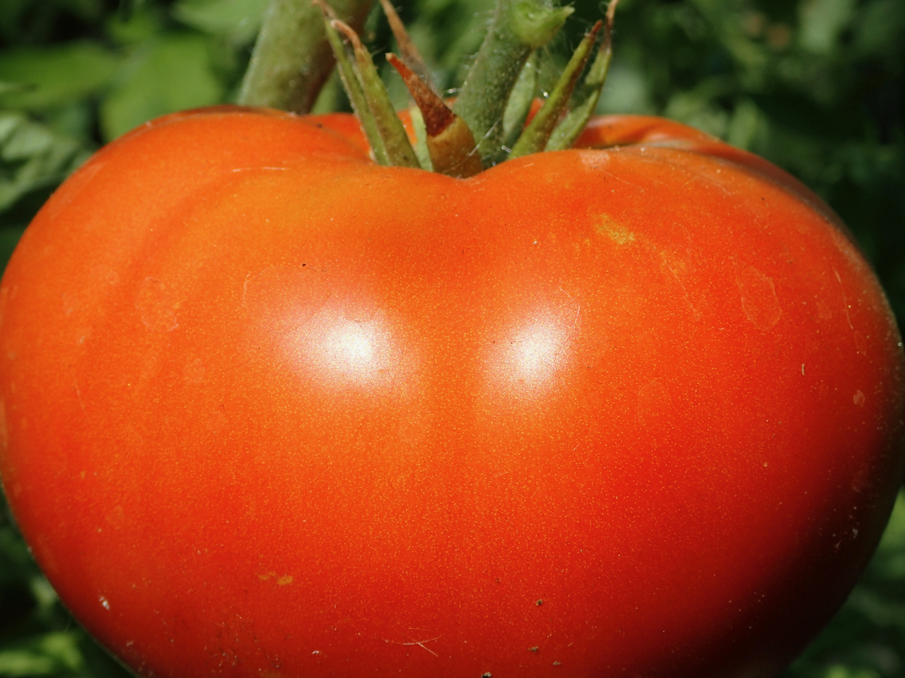 How to deal with tomato troubles - Planters Place