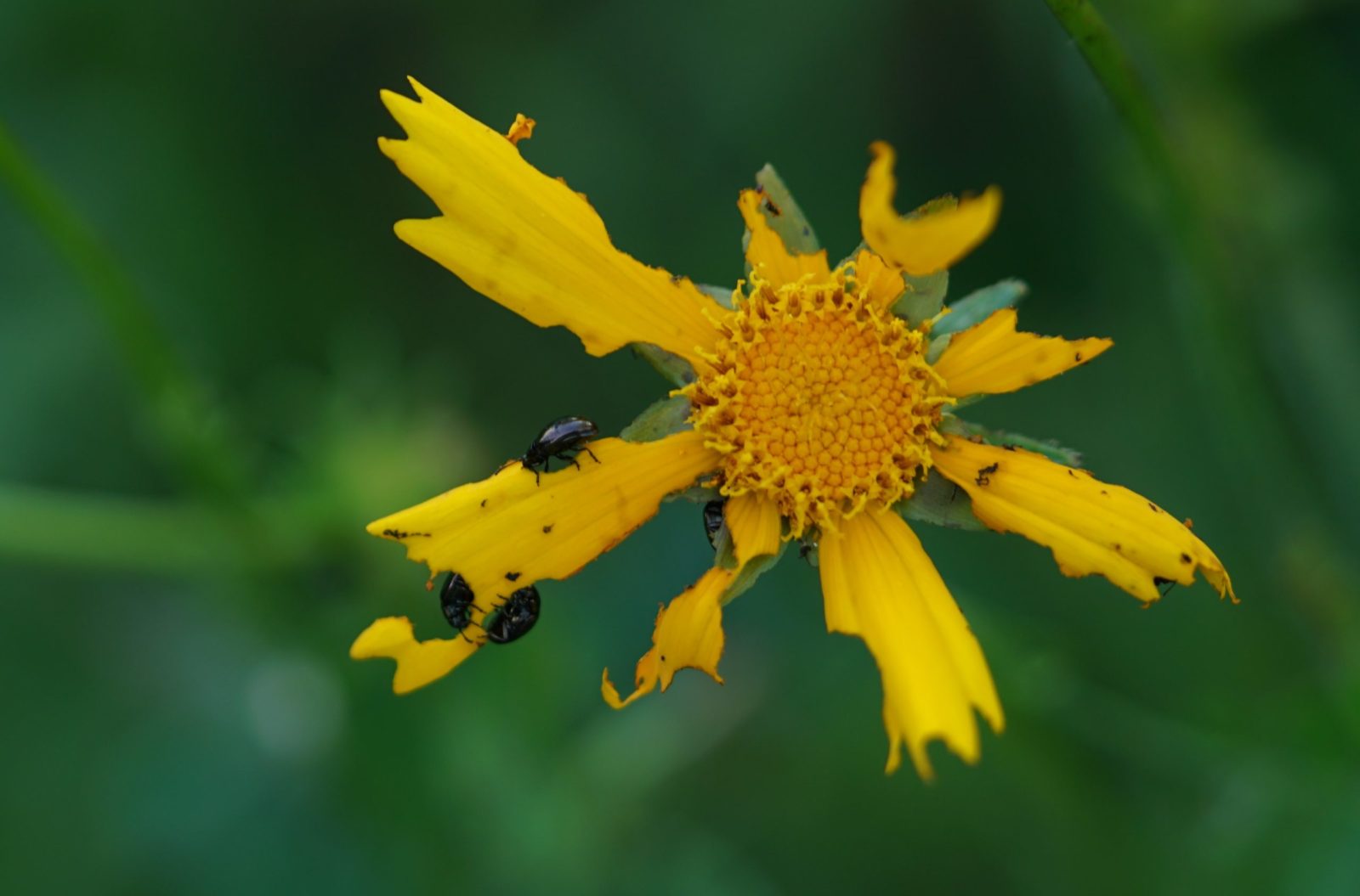 my-gardens-have-pests-and-that-makes-me-happy-planters-place