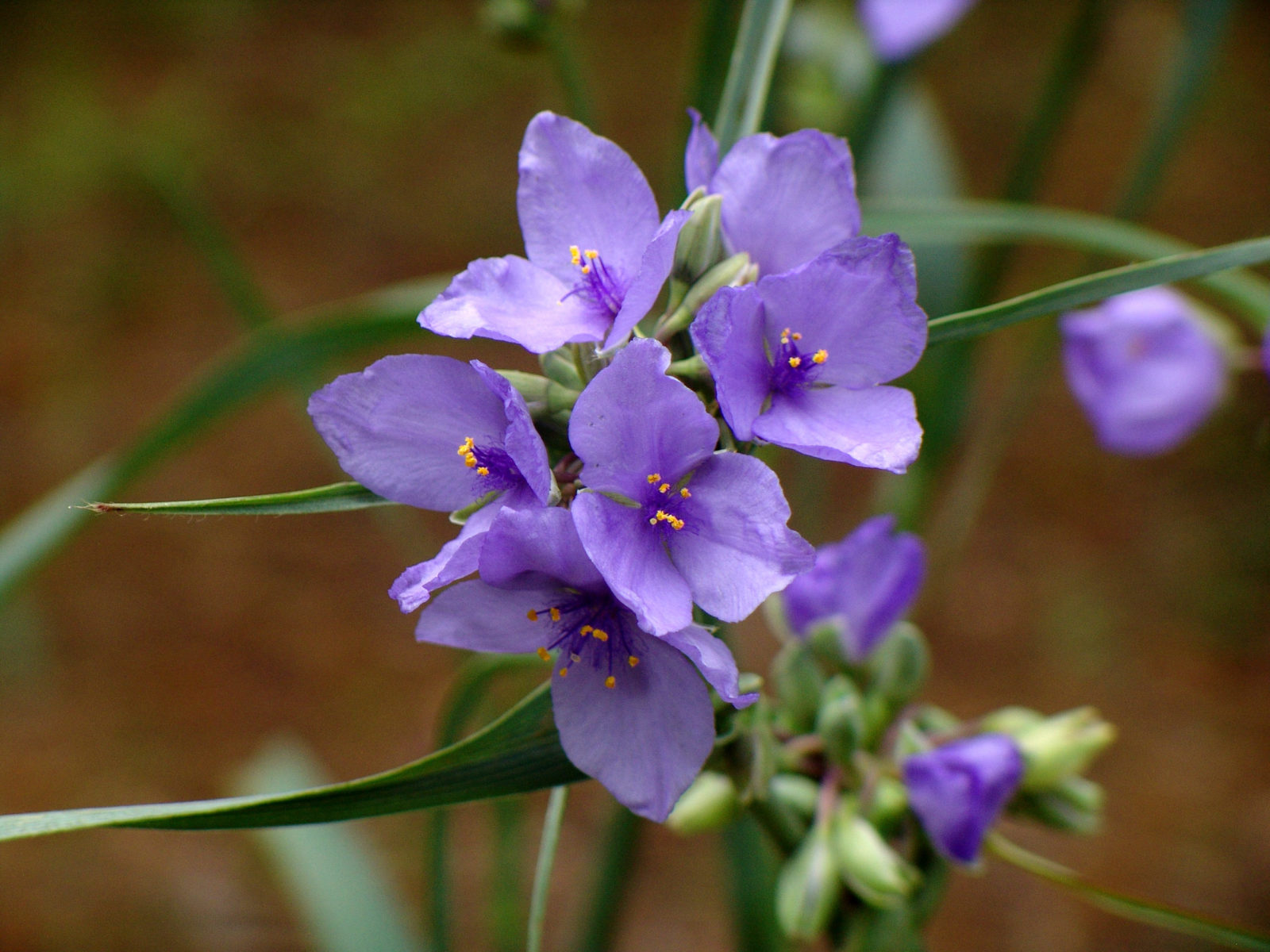 Planting spiderwort will help bumblebees - Planters Place