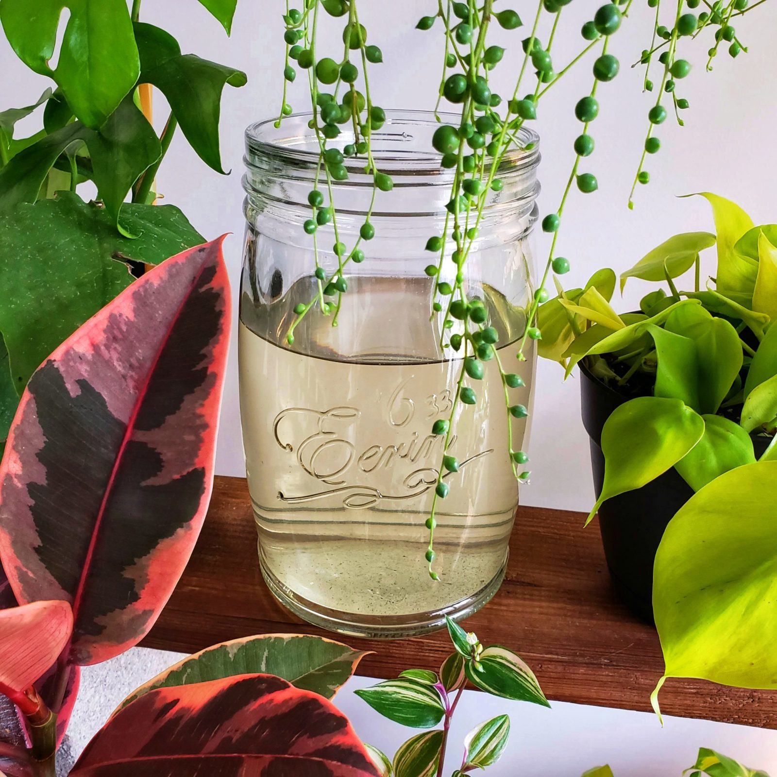 Rainwater - Why It’s A Magic Potion For Your Houseplants - Planters Place