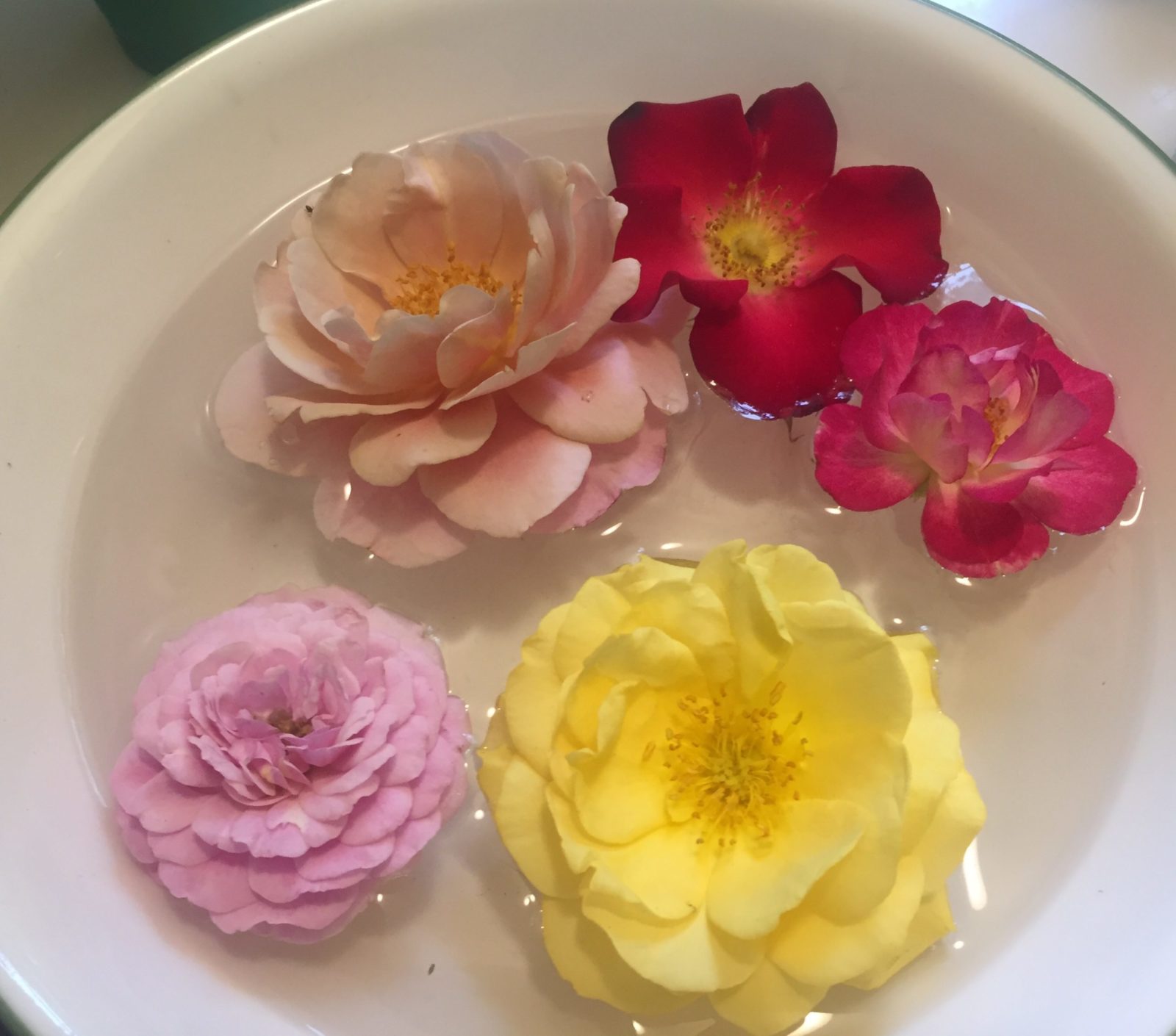 Our Rose Shows and Father's Day - Planters Place