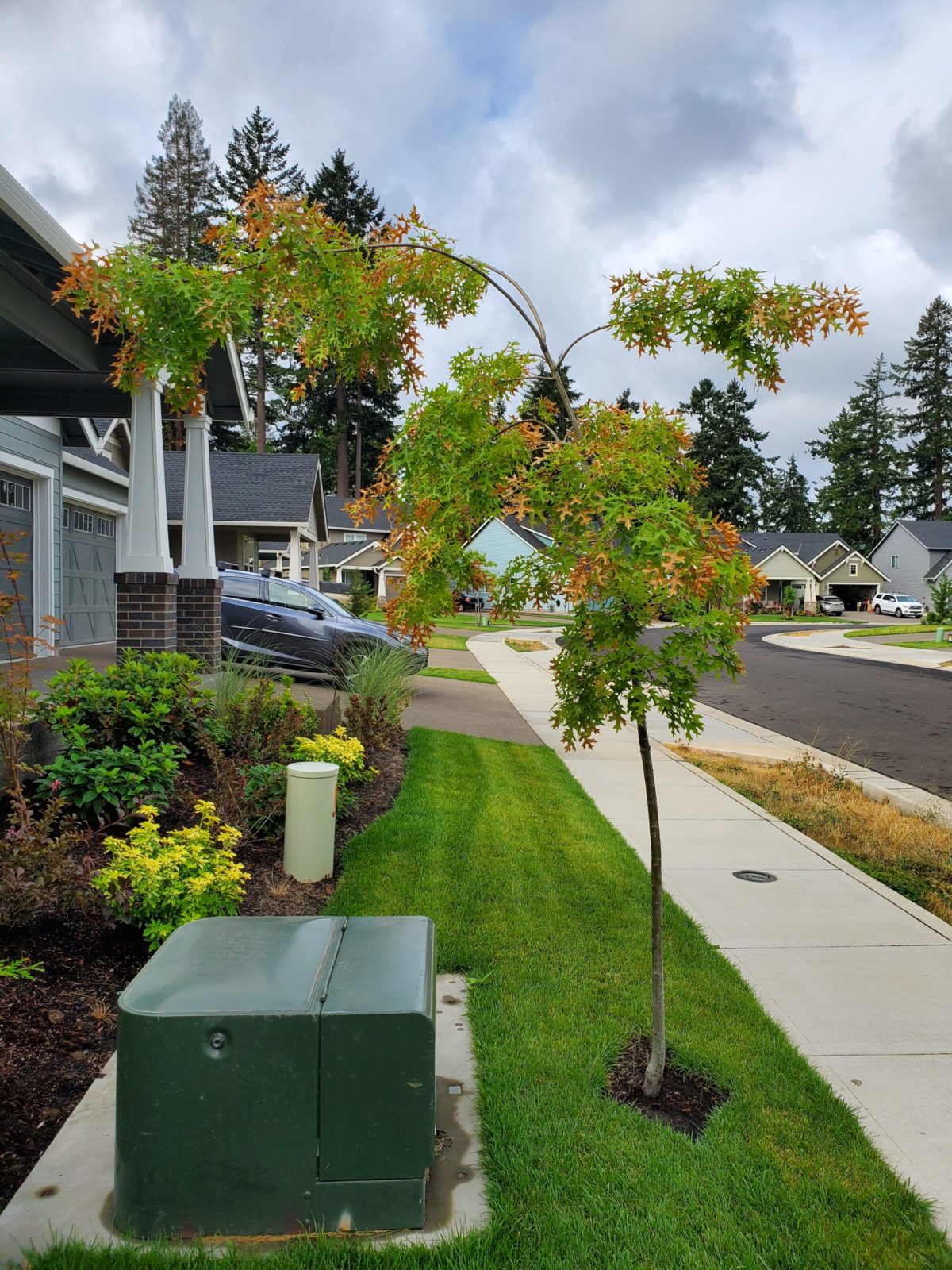 Is my tree healthy - Planters Place