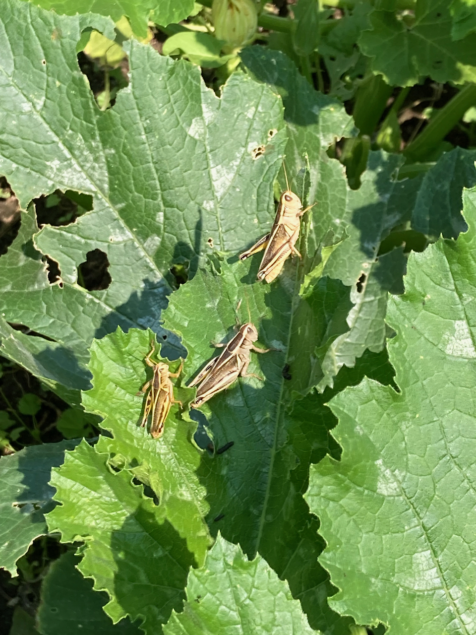 The grasshoppers won the summer, but I'm ready for fall - Planters Place