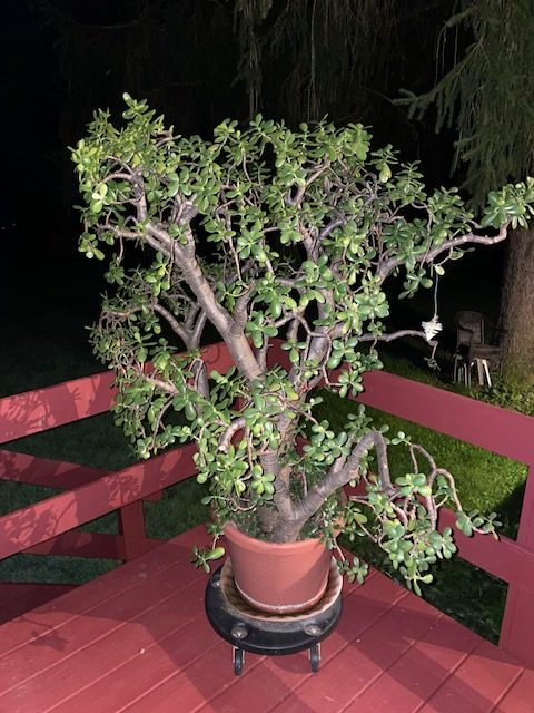 Old and very large jade plant/tree - Planters Place