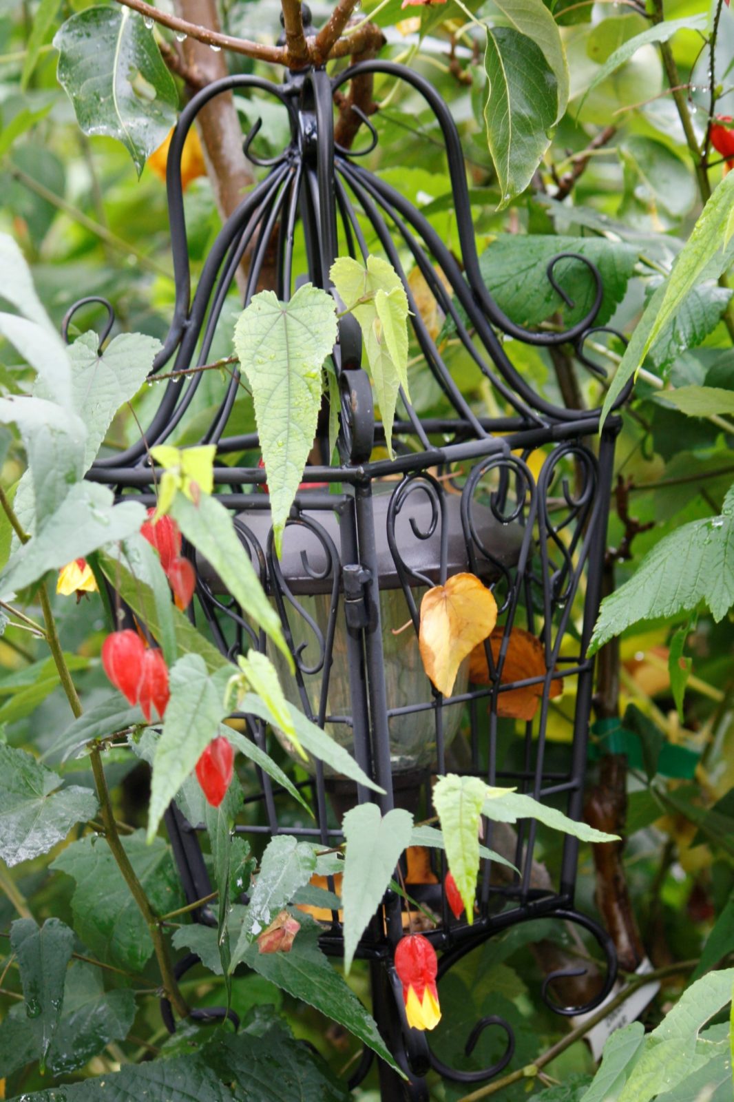 Abutilion in Flower - Planters Place