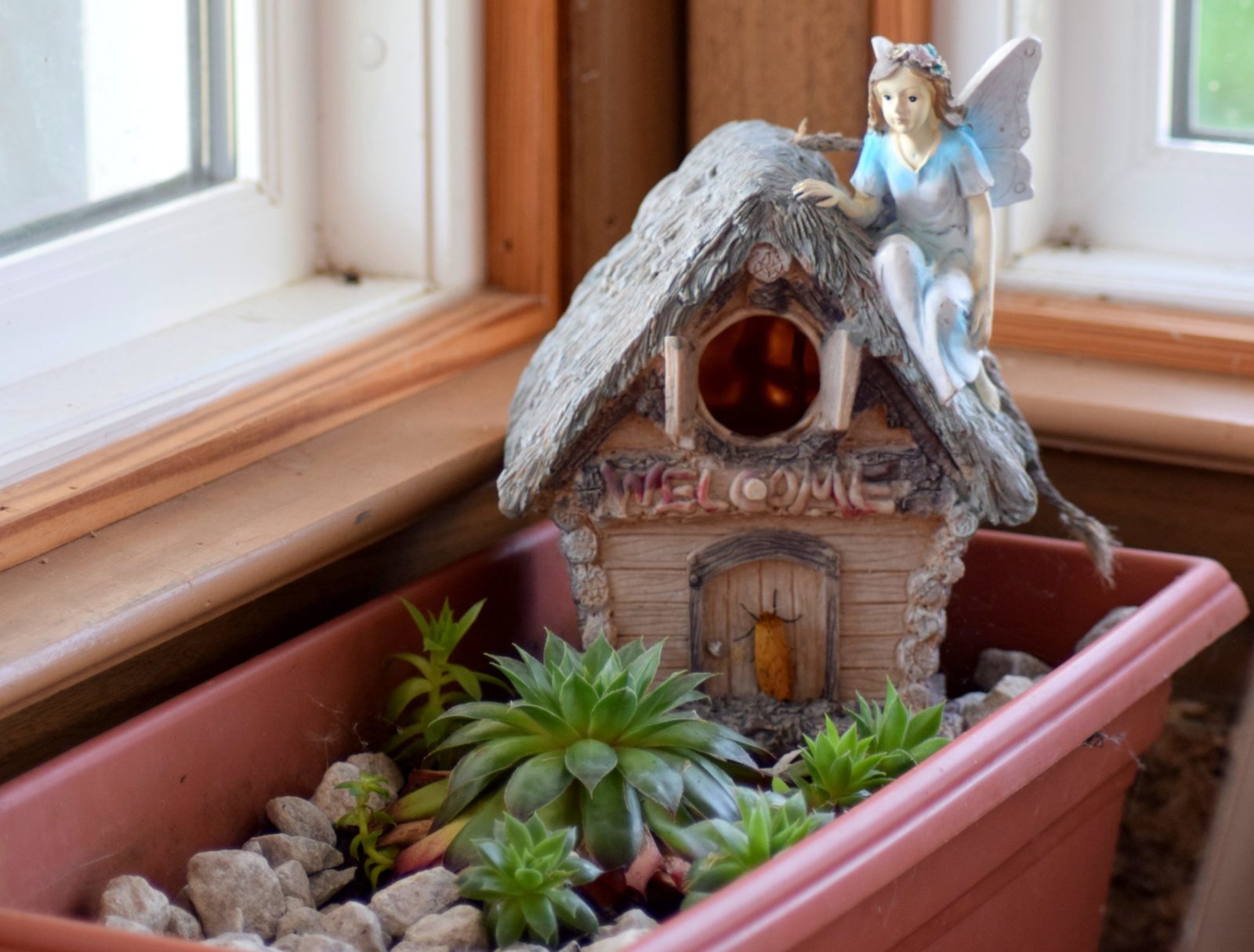 Hen and chicks landscape - Planters Place