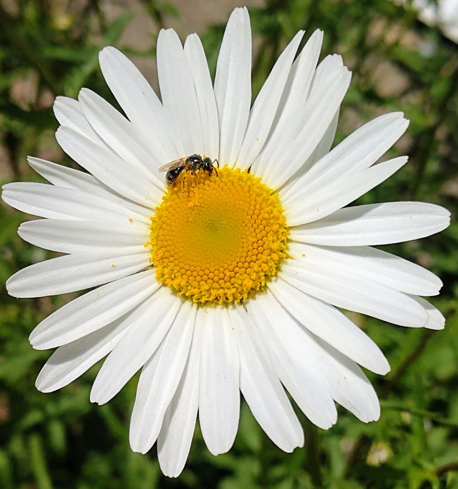 Daisy Do - Planters Place