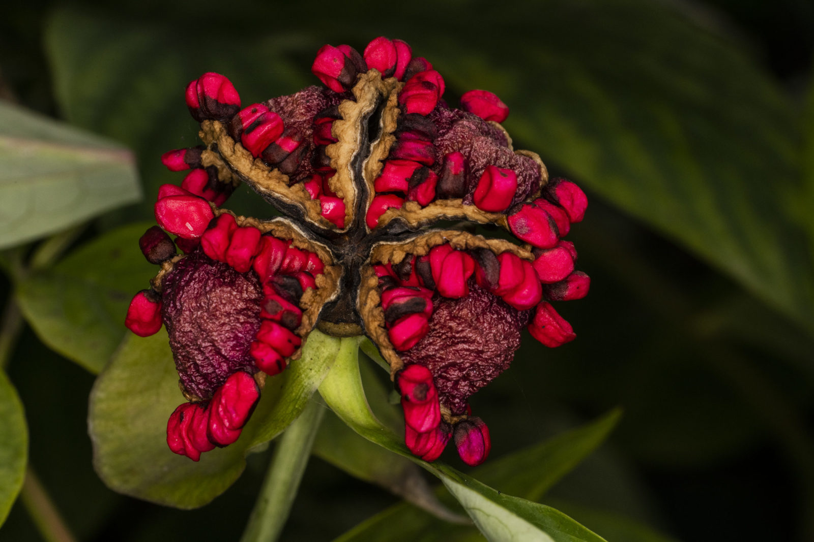 Peoniea Fall Seed Pods - Planters Place
