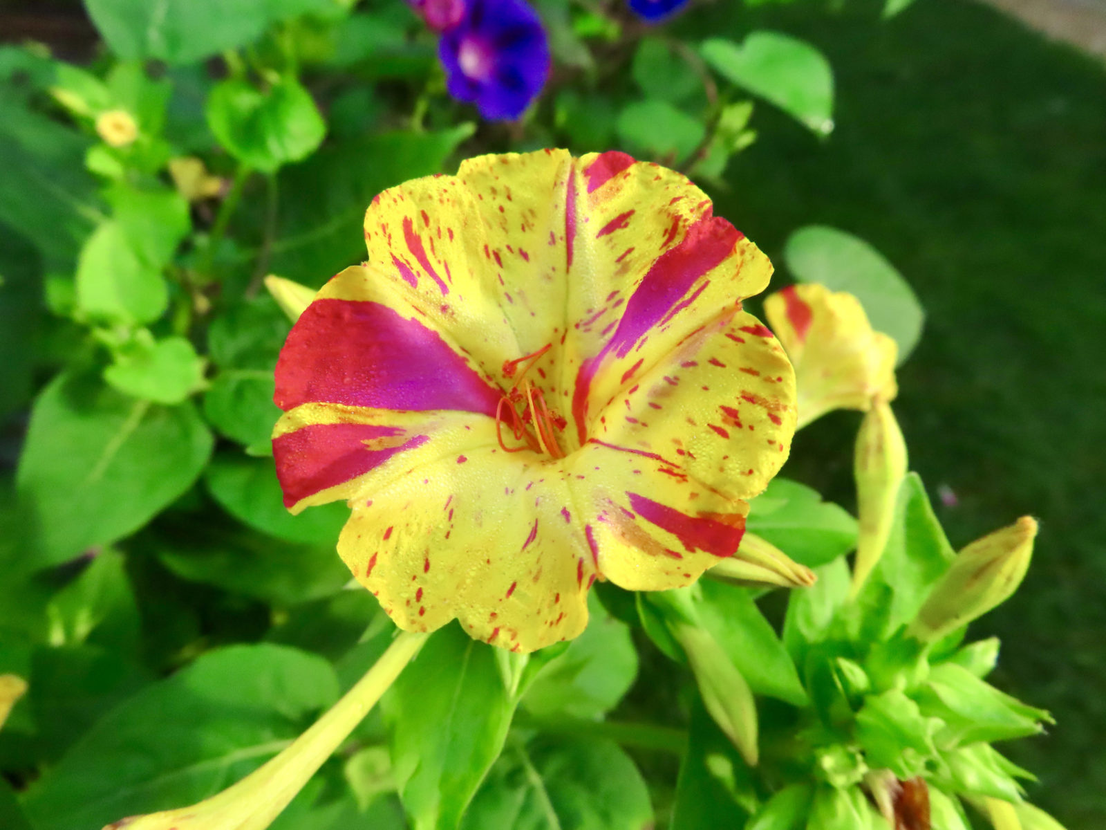 Flashy 4 o'clock flower - Planters Place