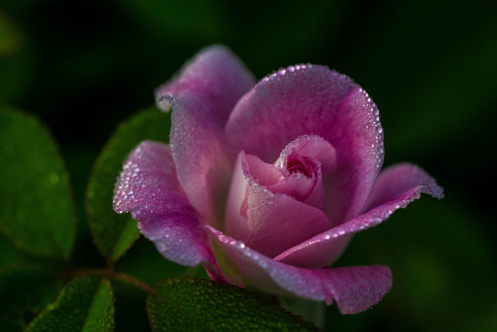 Glitter Rose - Planters Place