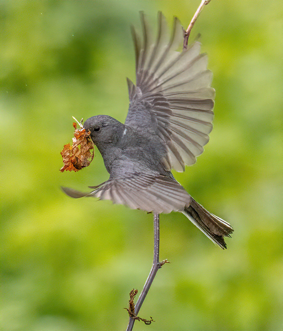 Slate colored junco building nest - Planters Place