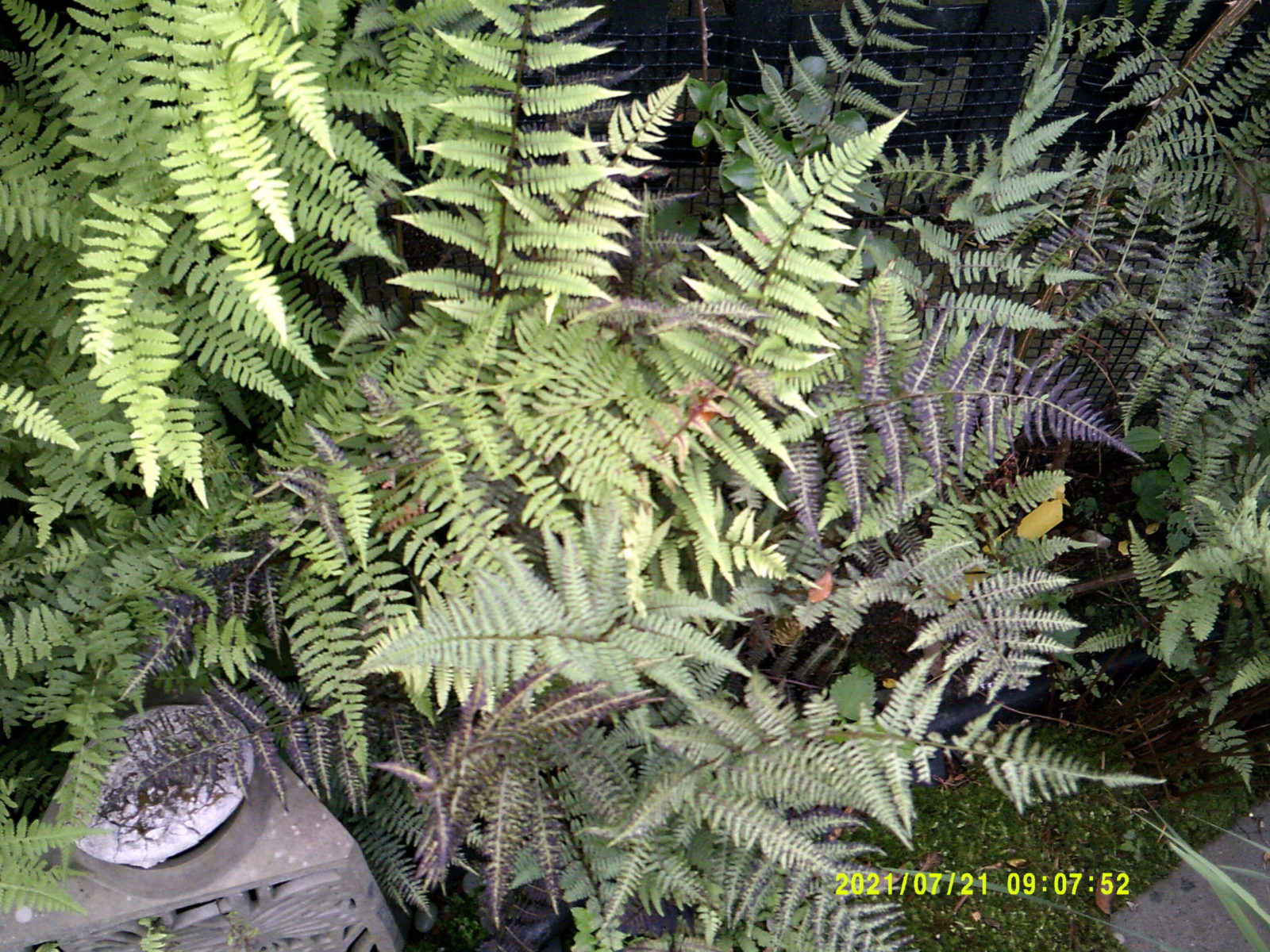 Fabulous Ferns - Planters Place