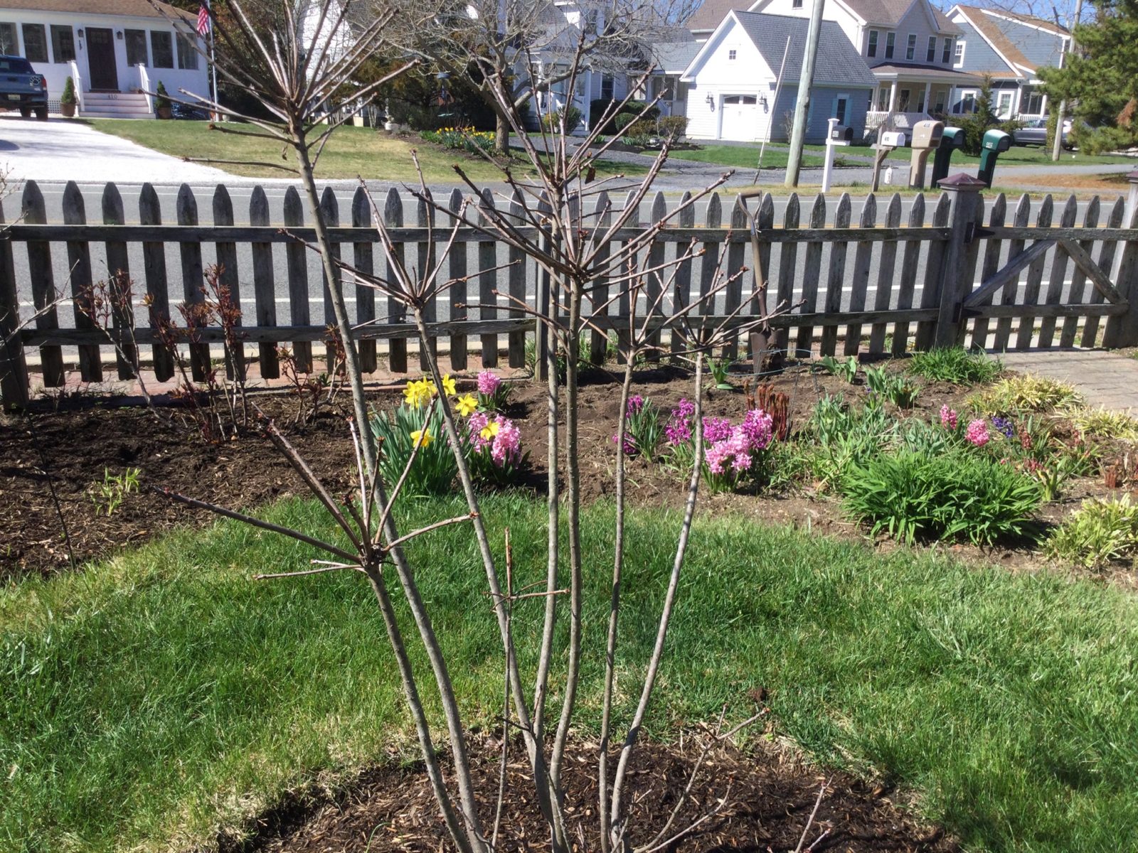 Identify this tree/shrub - Planters Place