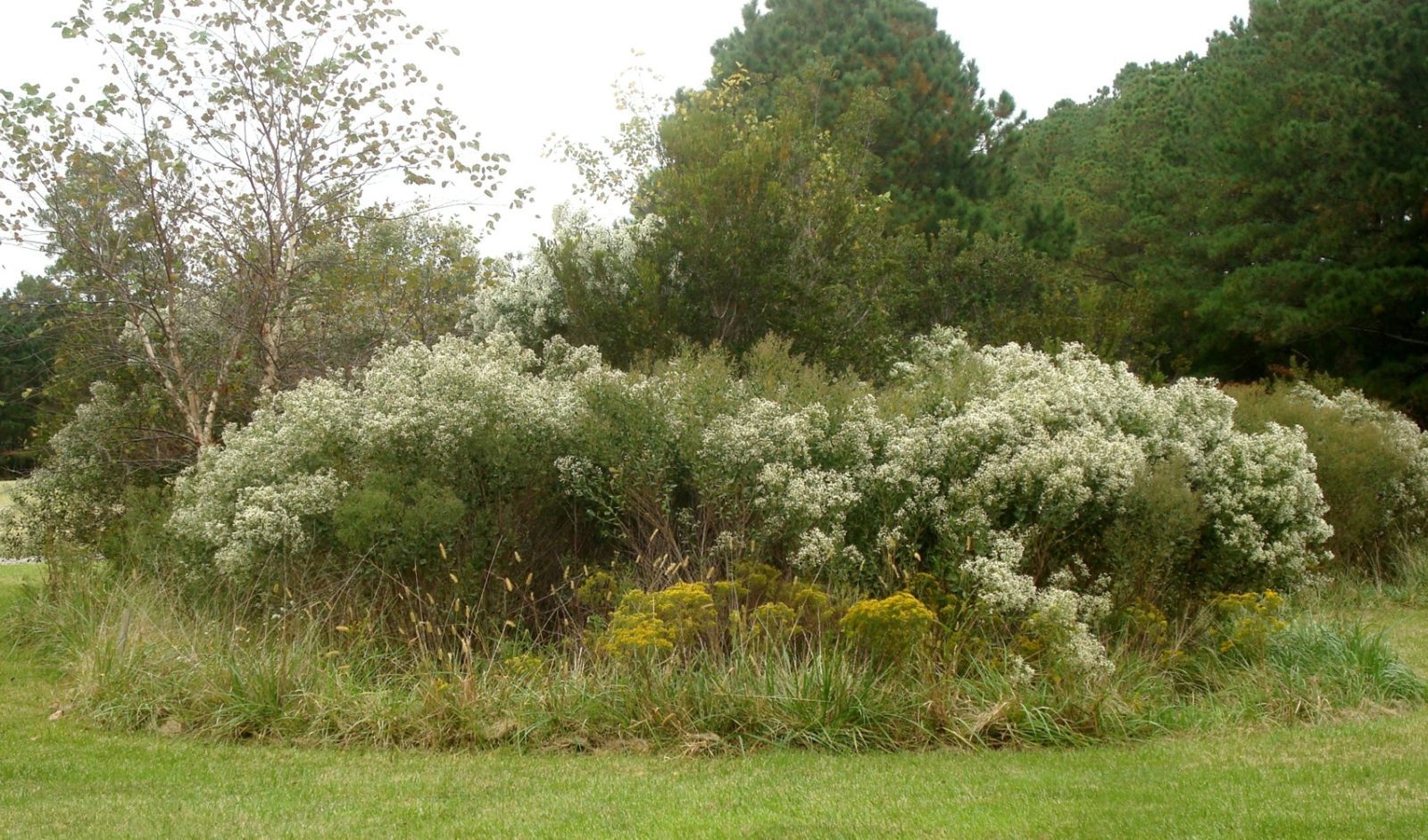 Native plants blooming - Planters Place