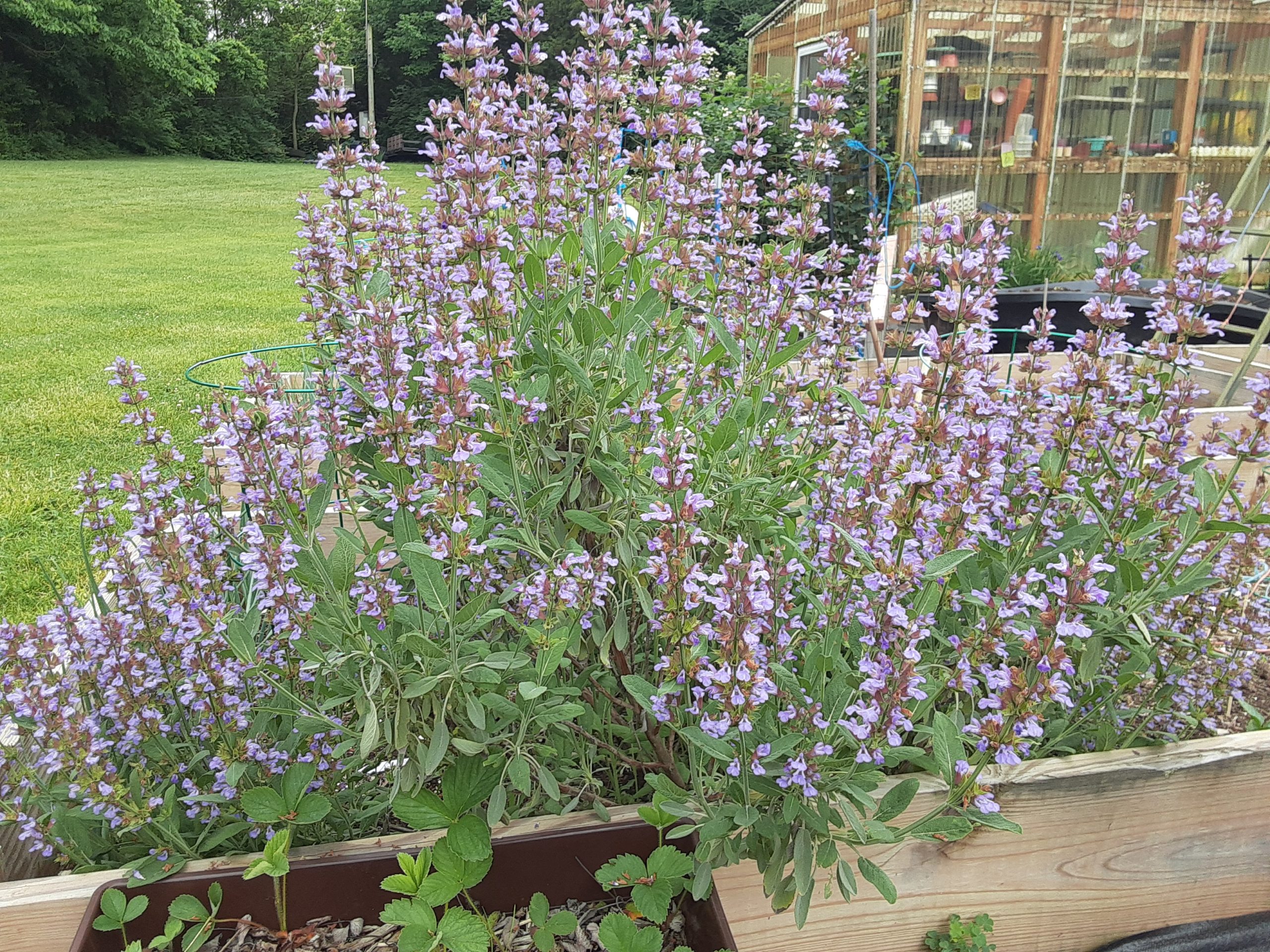 Pruning Sage for Spring