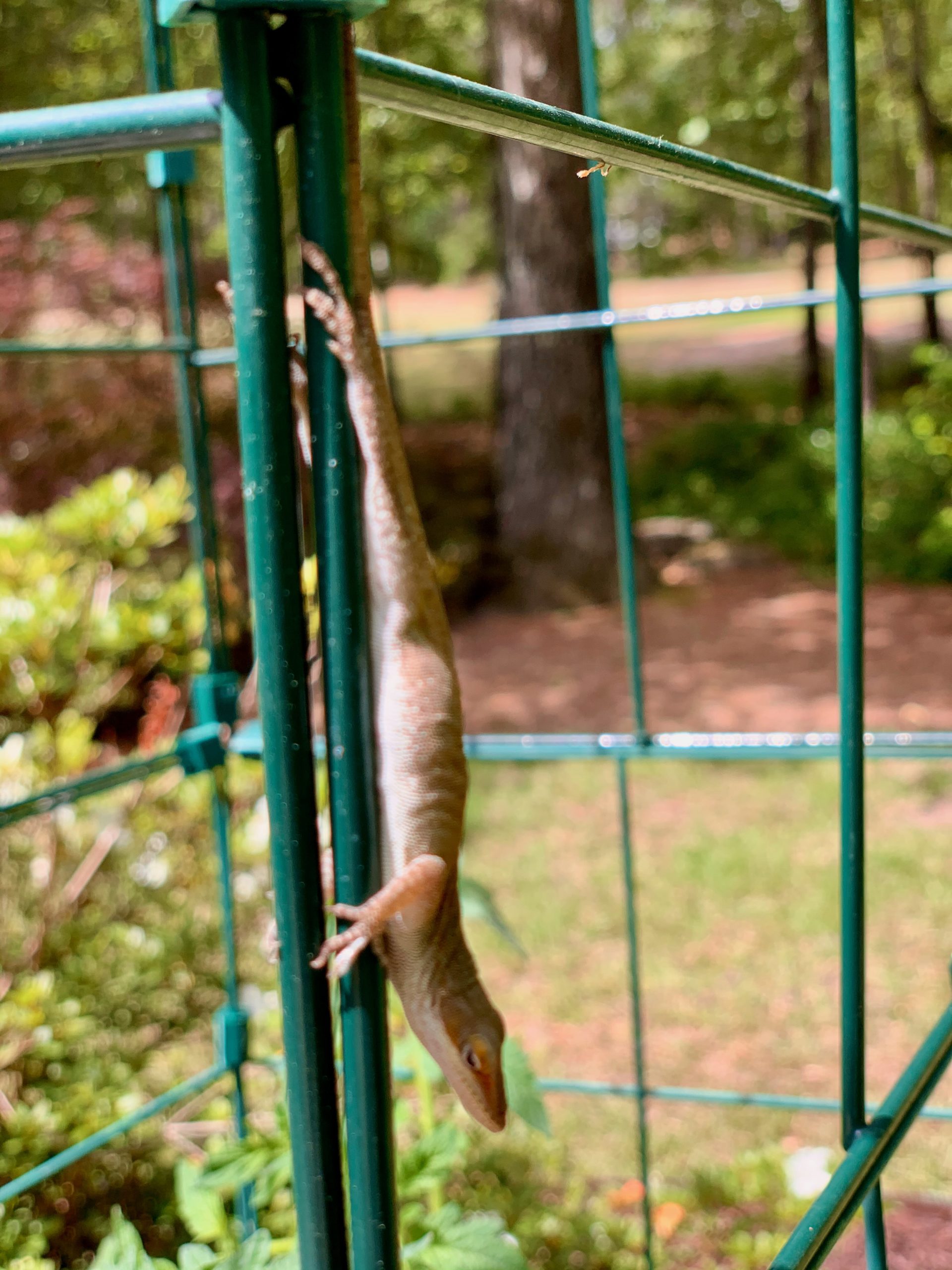 Anole Lizard in Tomato Cage - Planters Place