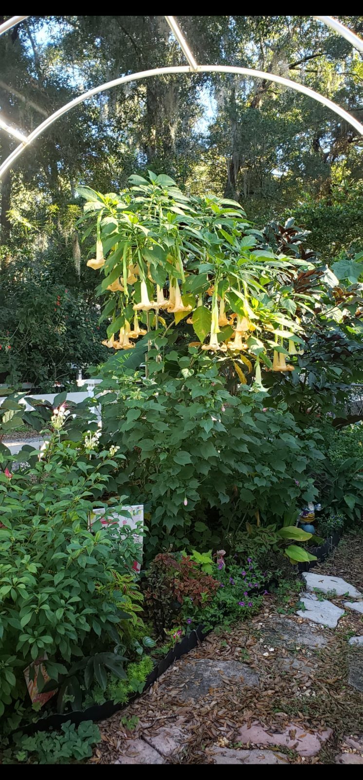 Spring musical from musical note plant and angel trumpets - Planters Place