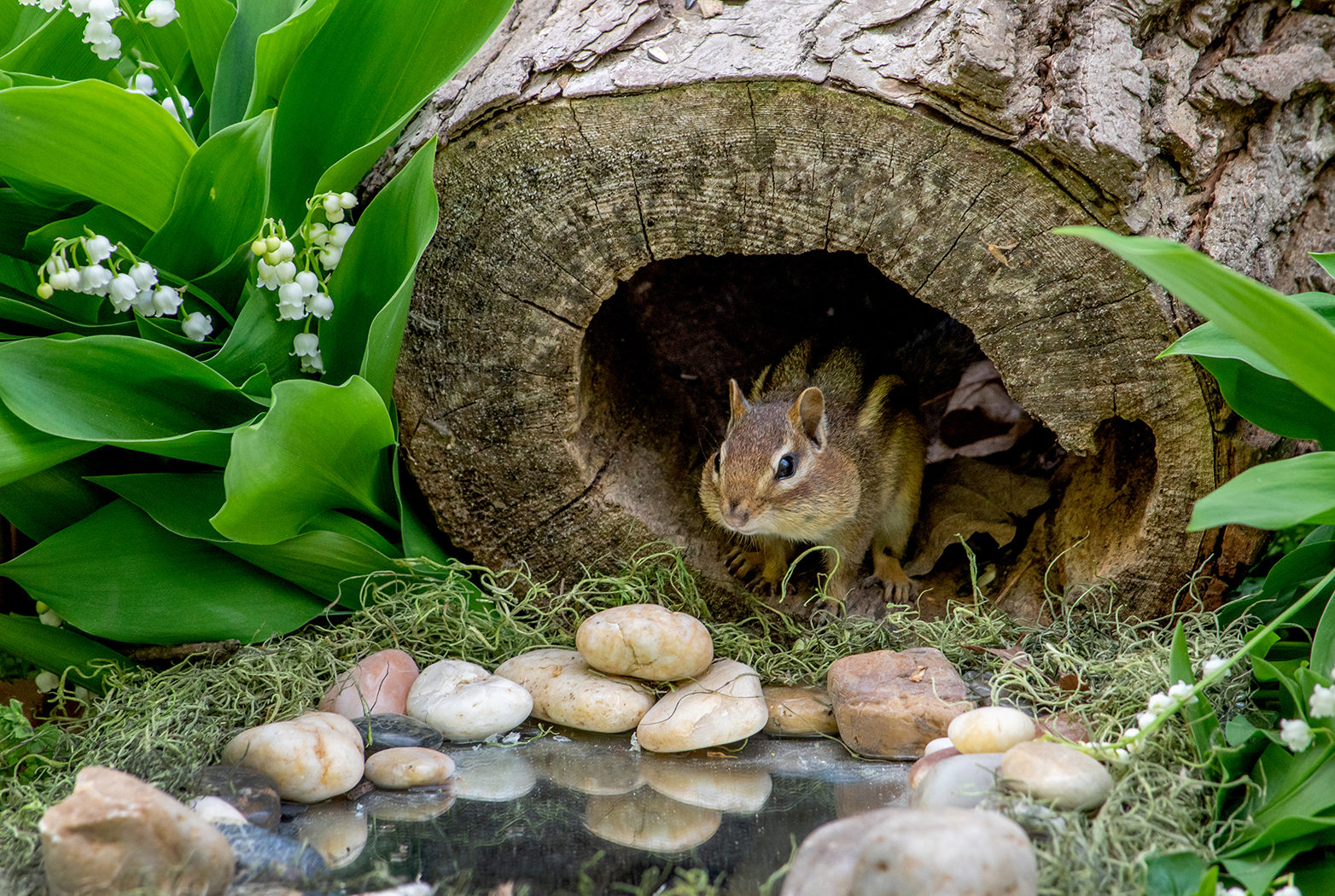 Chipmunk home in a patch of Lilly of the valley - Planters Place