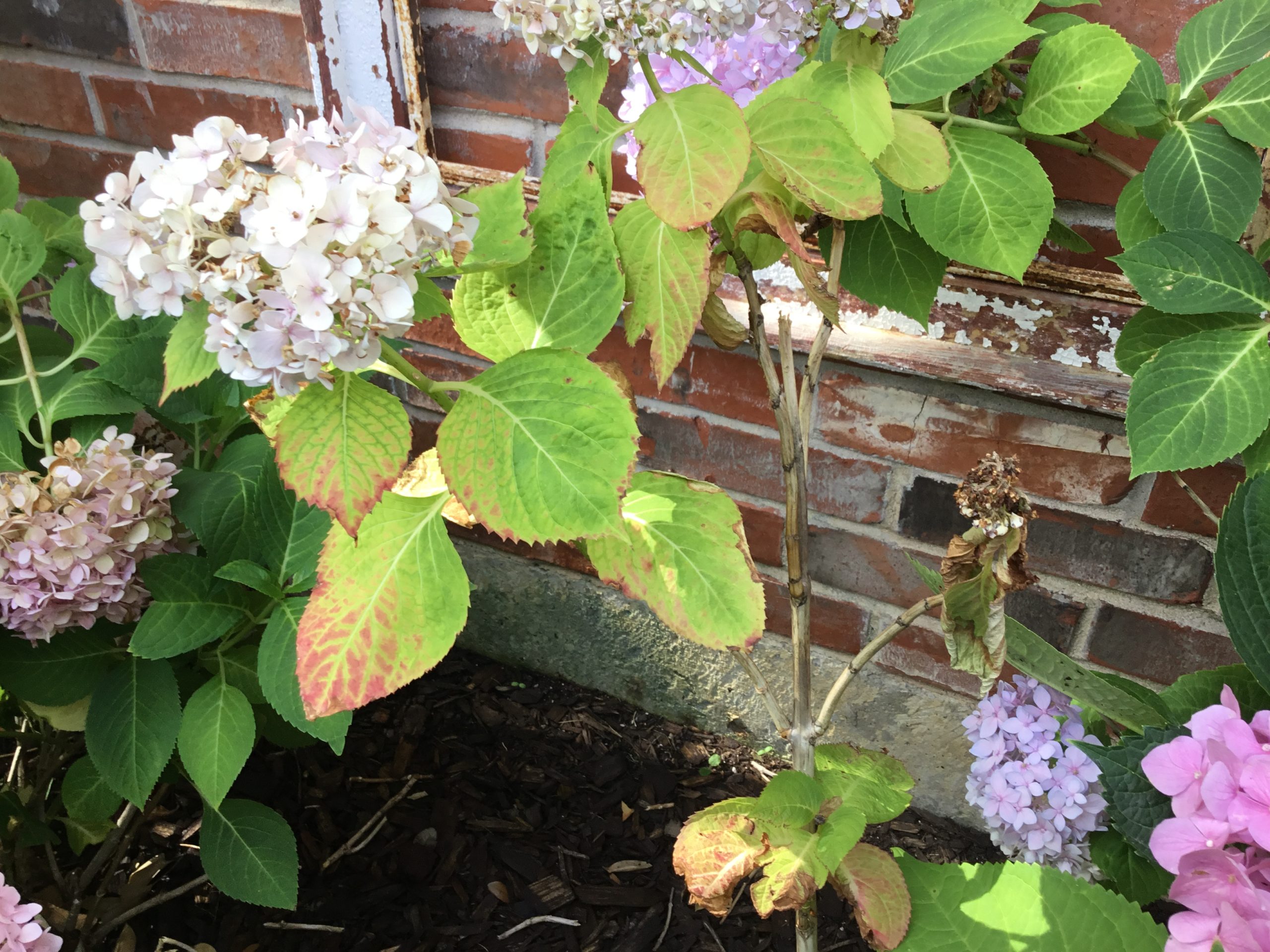 Why are my hydrangeas turning brown? - Planters Place