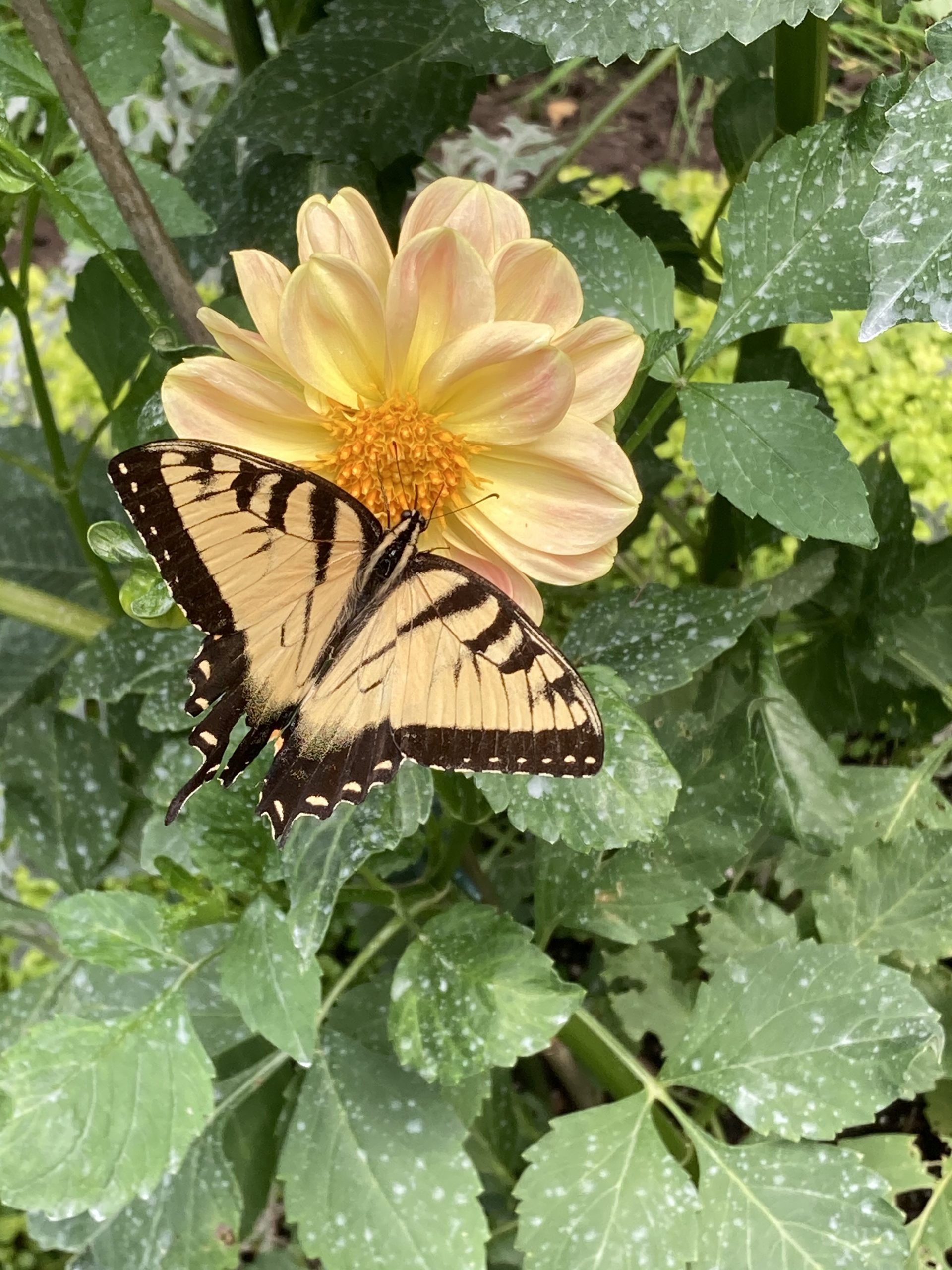 Nectar Buffet - Planters Place