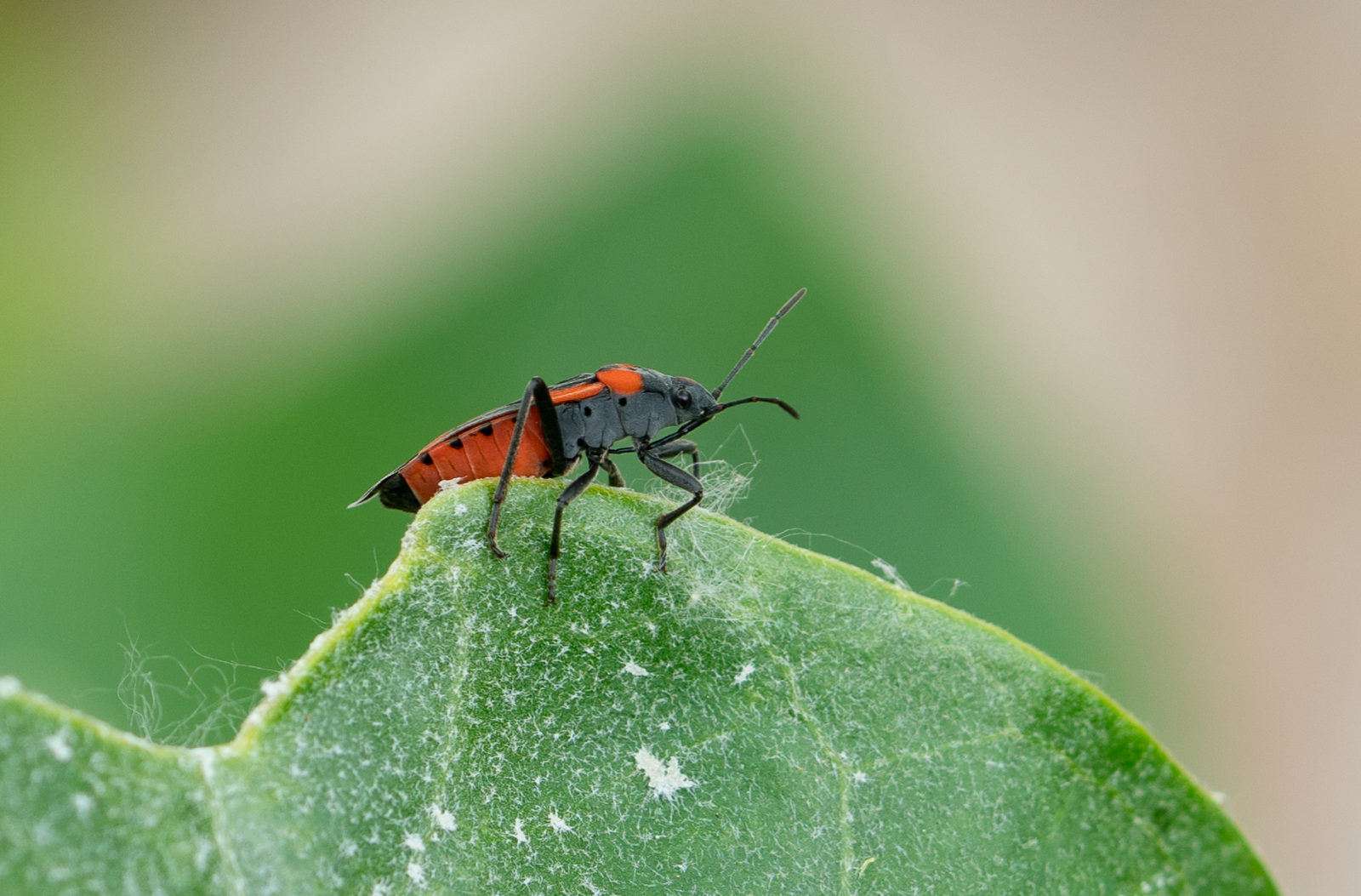Keeping Chickens as Pest Control