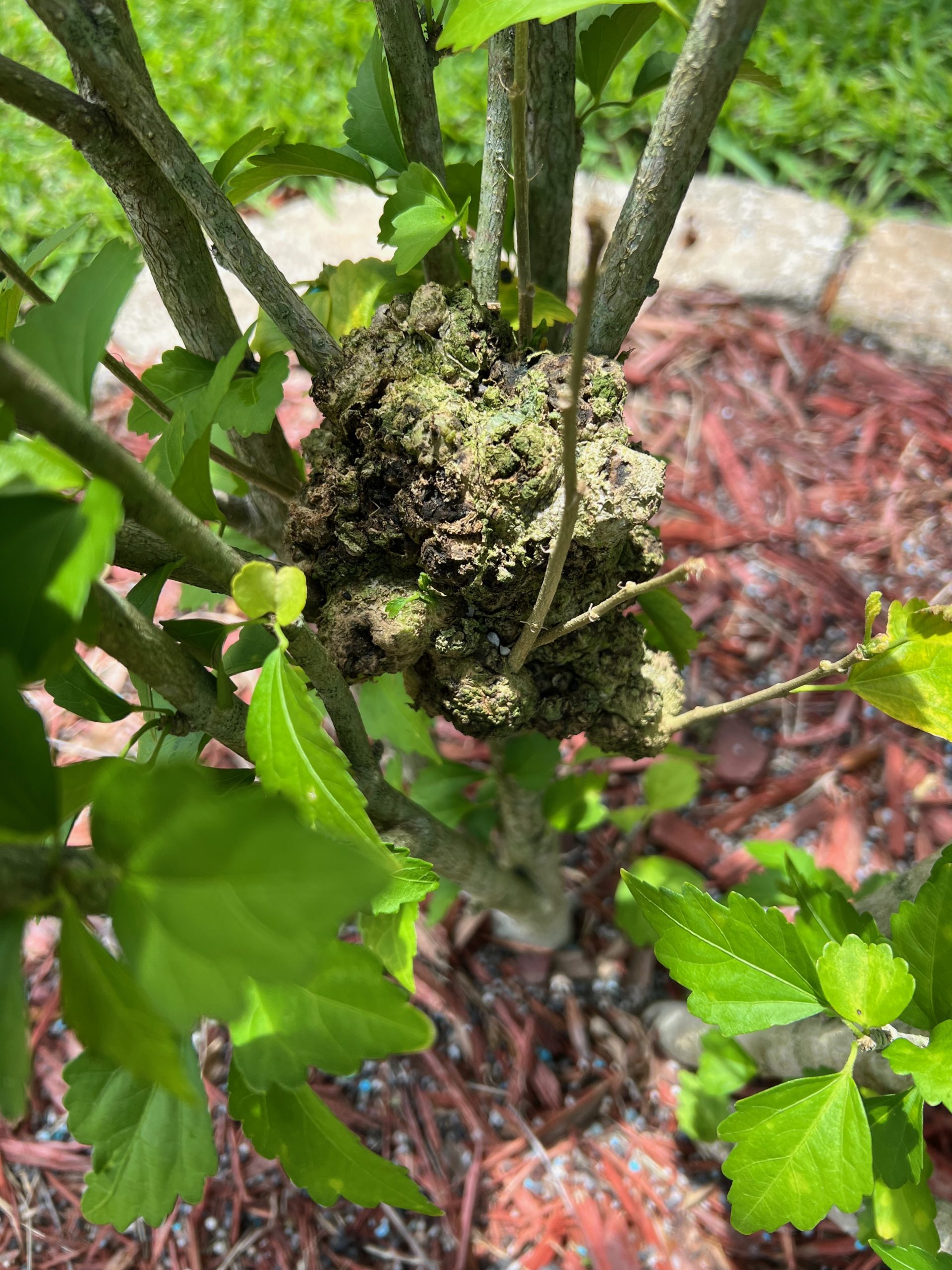 How to get rid of gnarly growth on rose plants? - Planters Place