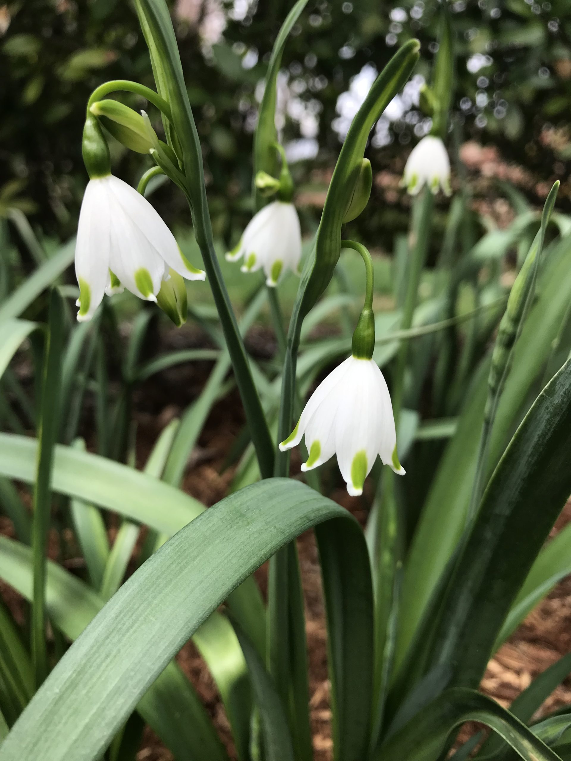 Snowdrops - Planters Place