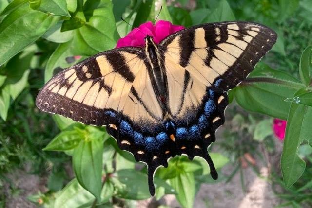 Yellow Swallowtail Butterfly - Planters Place