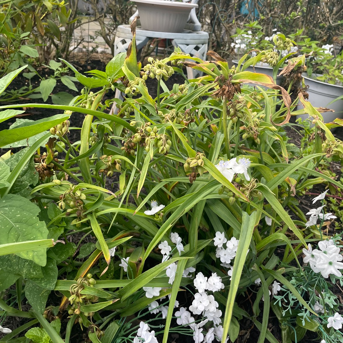 Identify Plant Please Planters Place Identify Plant Please Planters Place