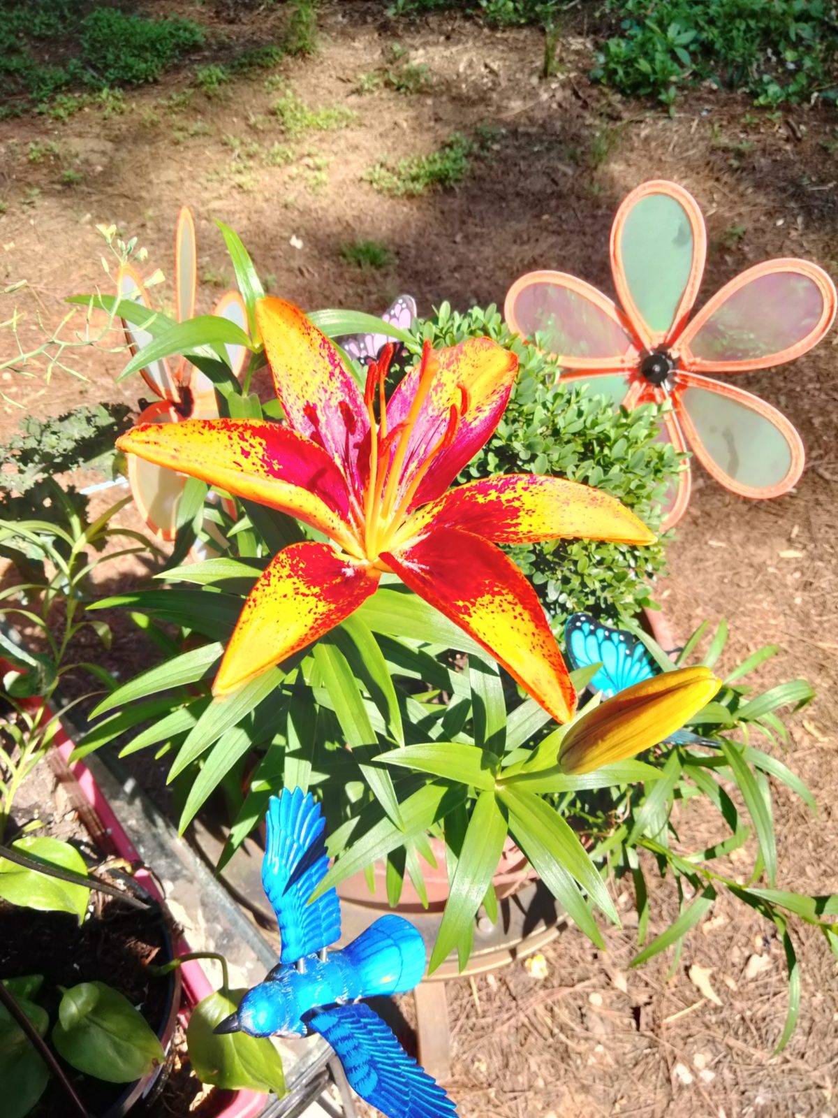 My Beautiful Bloom - Planters Place