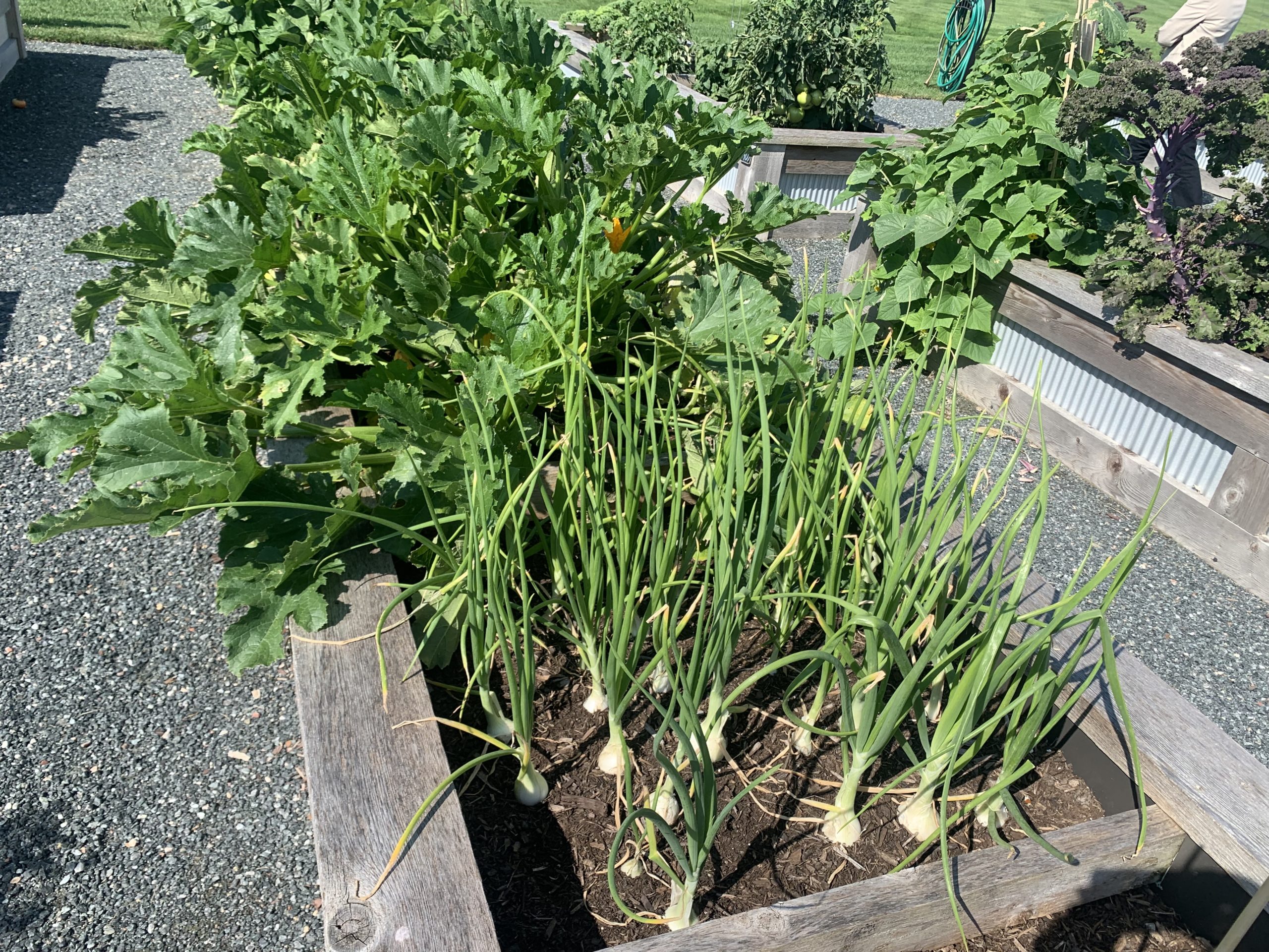 Onion Plants - Planters Place