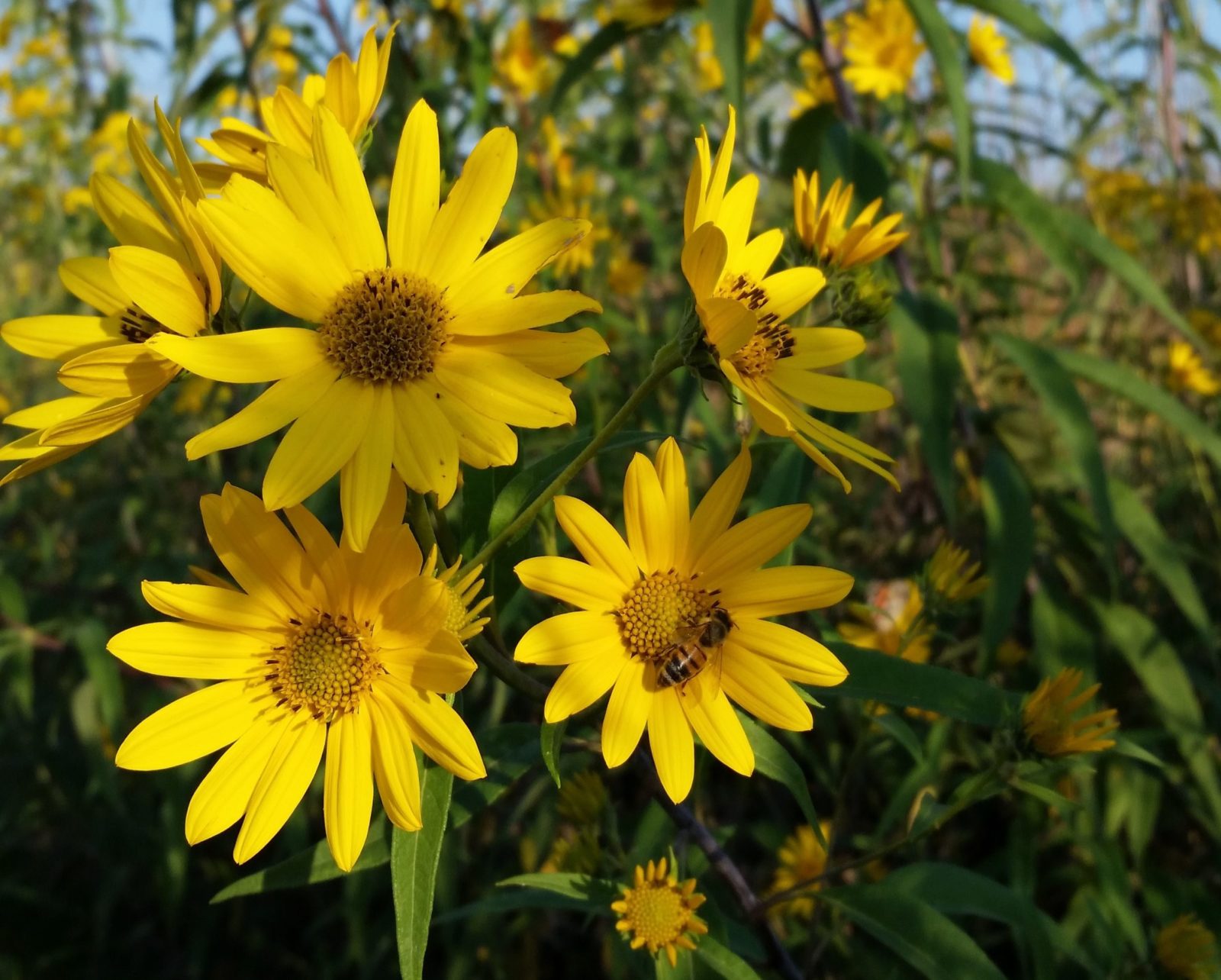 Strange Flowers: Odd Bedfellows
