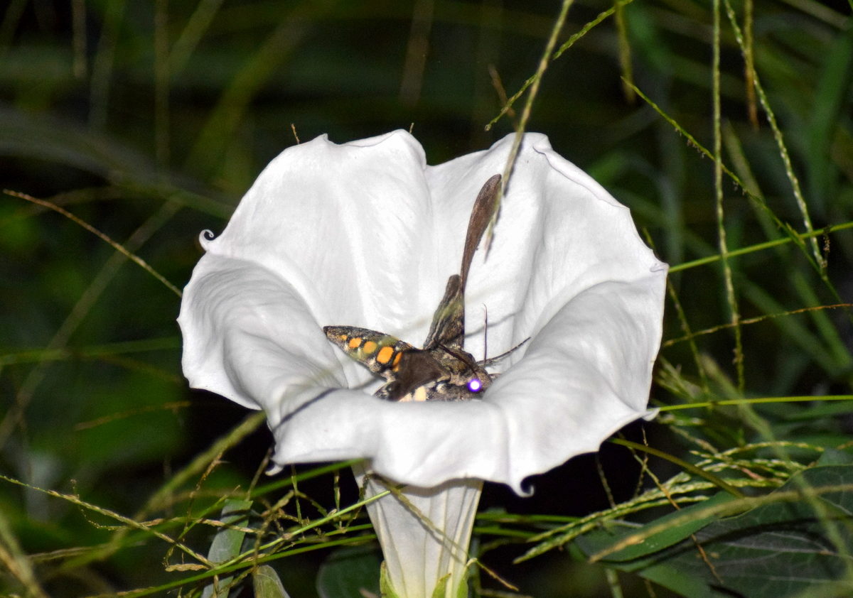 A Sphinx Moth pollinating on a Moon Flower - Planters Place